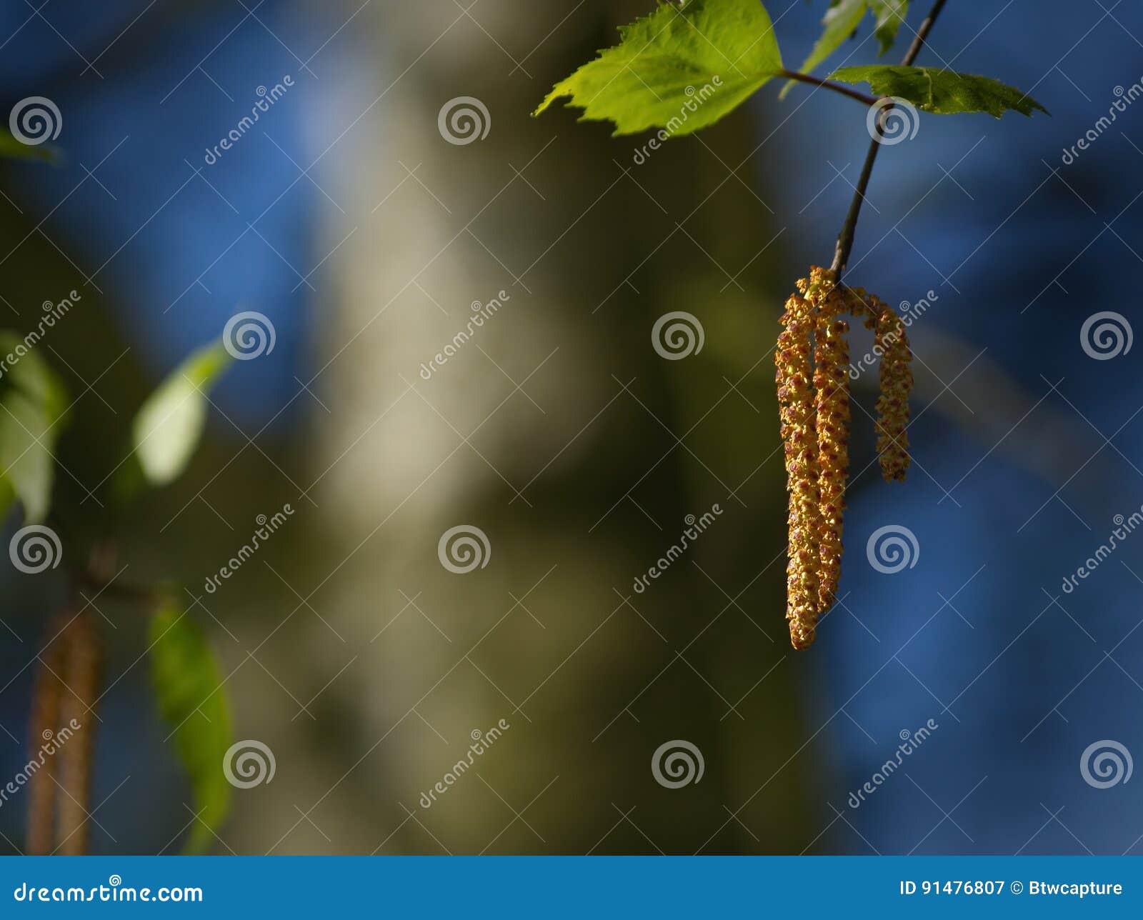 Birch with aments stock image. Image of flora, hoover - 91476807