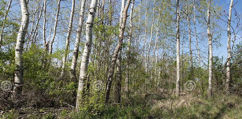 Birch or Aspen Trees Panoramic, Panorama, Banner Stock Image - Image of ...