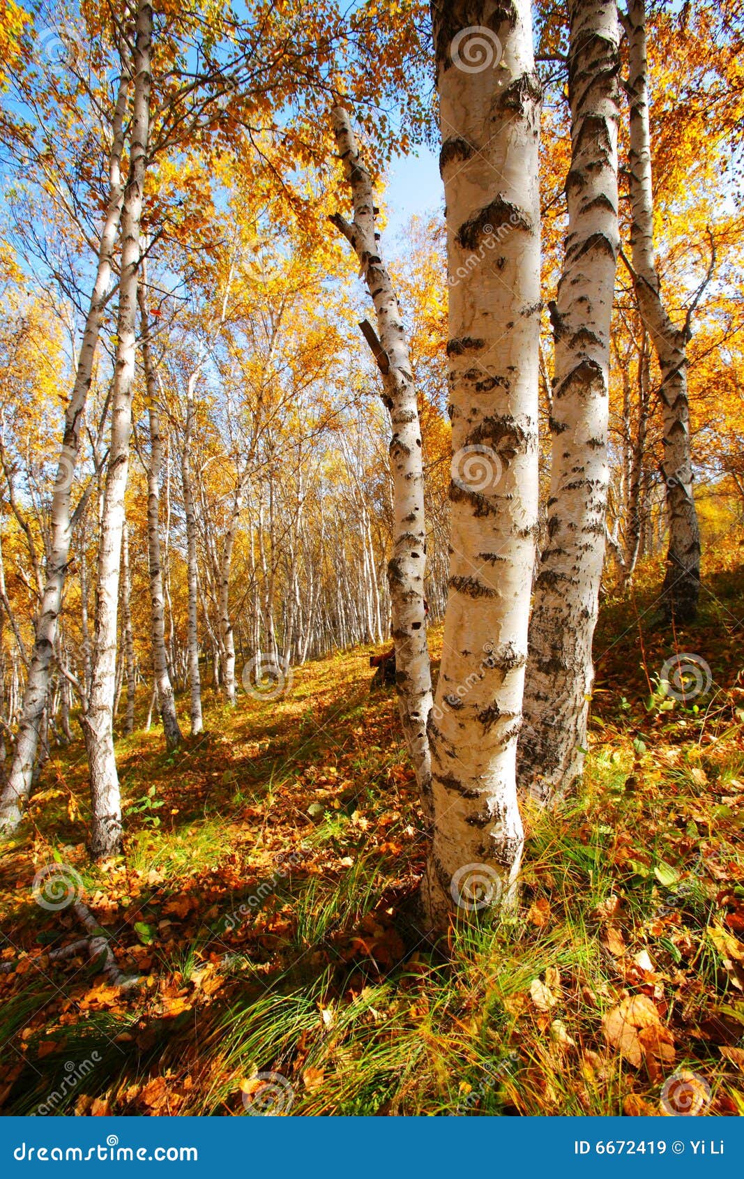 Birch in the autumn stock image. Image of plant, trees - 6672419