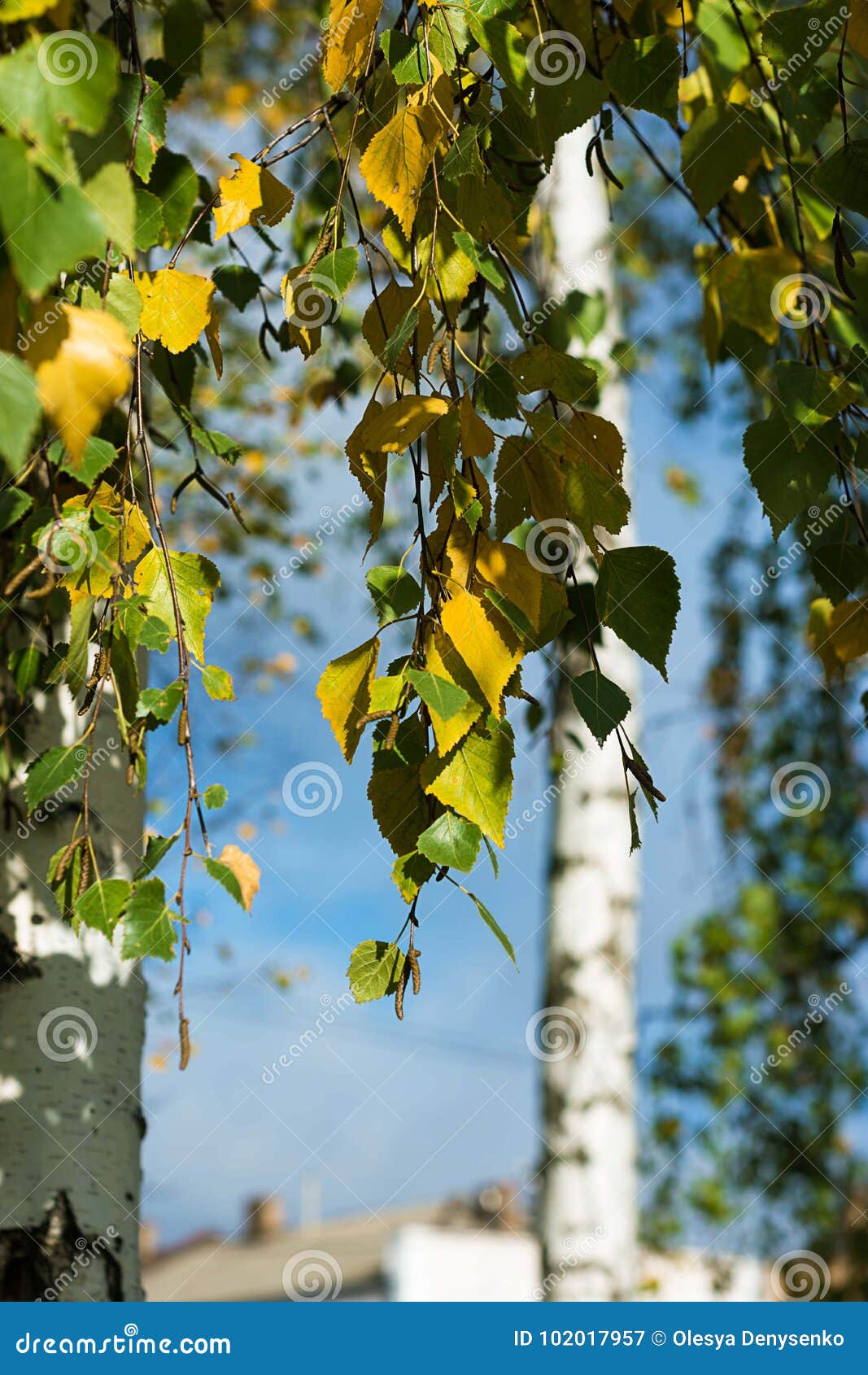 Birch at Autumn. Change of the Season of the Year Stock Image - Image ...