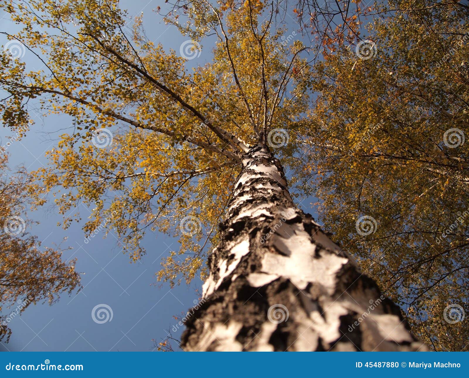 Birch stock photo. Image of cole, botanical, environment - 45487880