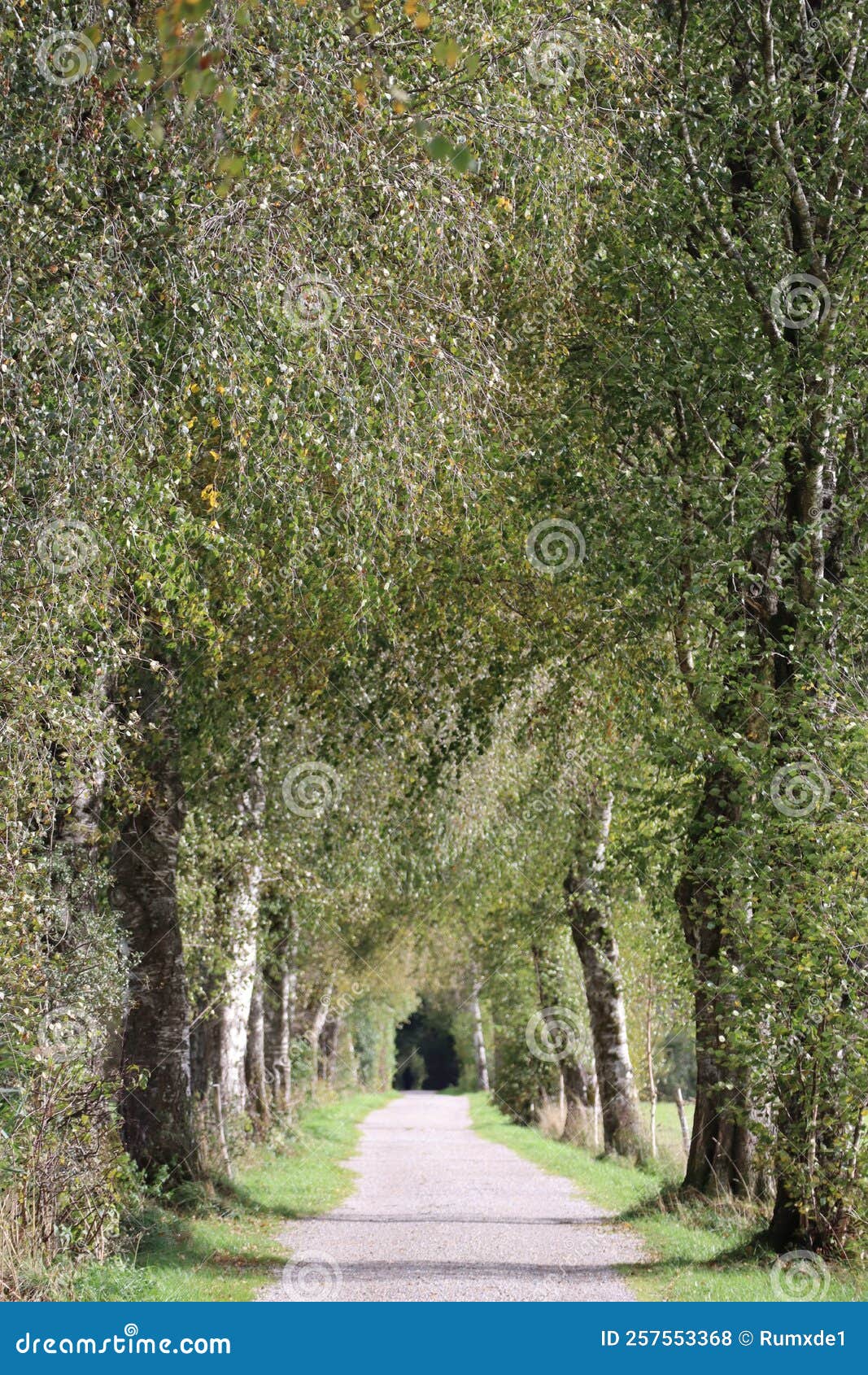 Birch avenue stock photo. Image of shade, left, provide - 257553368