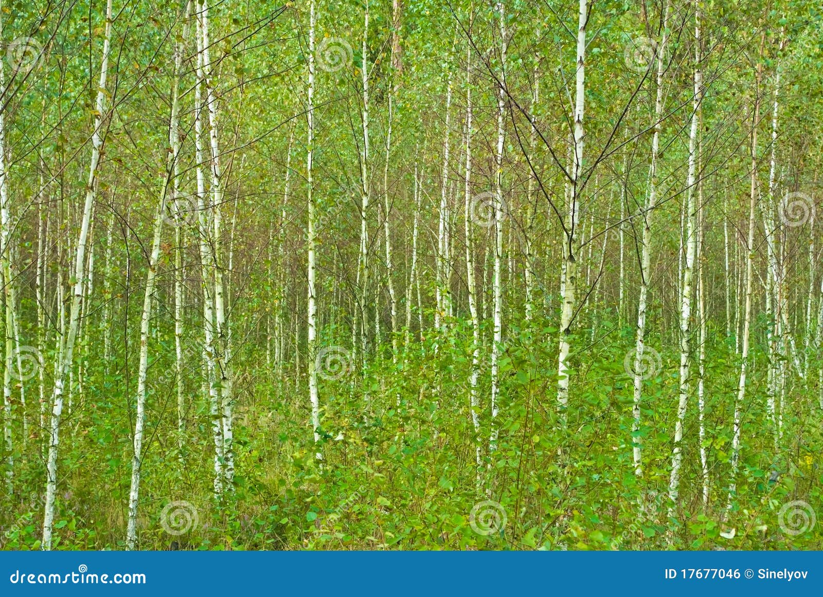 Birch background stock photo. Image of woodland, birch - 17677046