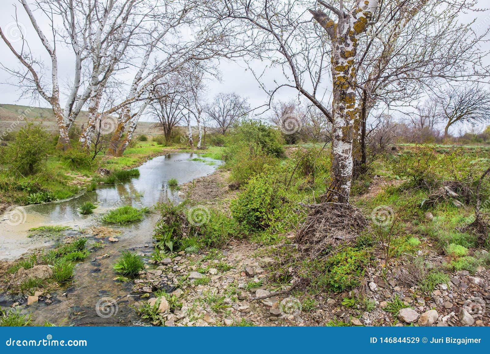 Birch on the Bank of the Stream Stock Image - Image of green, beach ...
