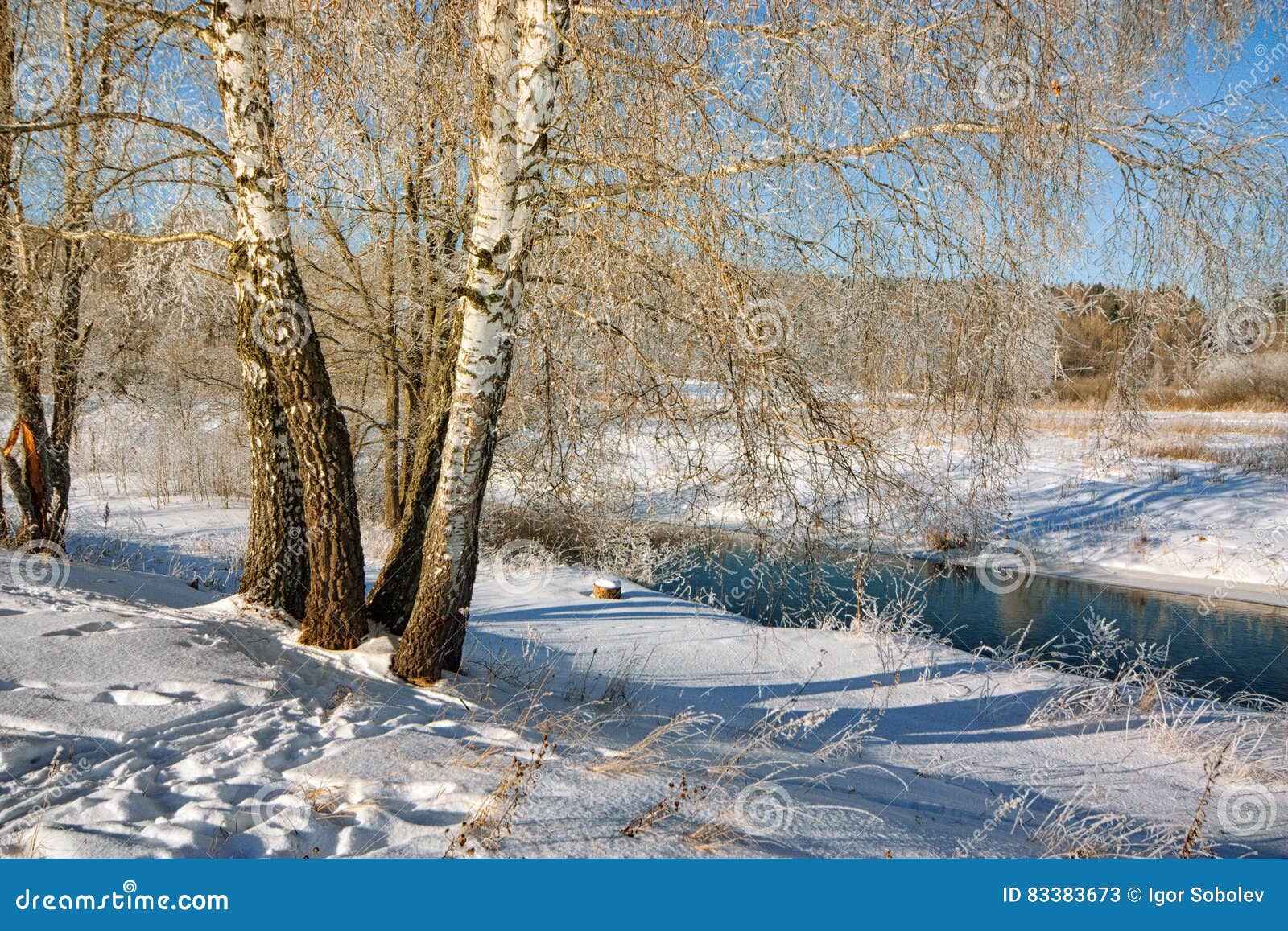 Birch on the Bank of Winter River Stock Image - Image of birch, istra ...