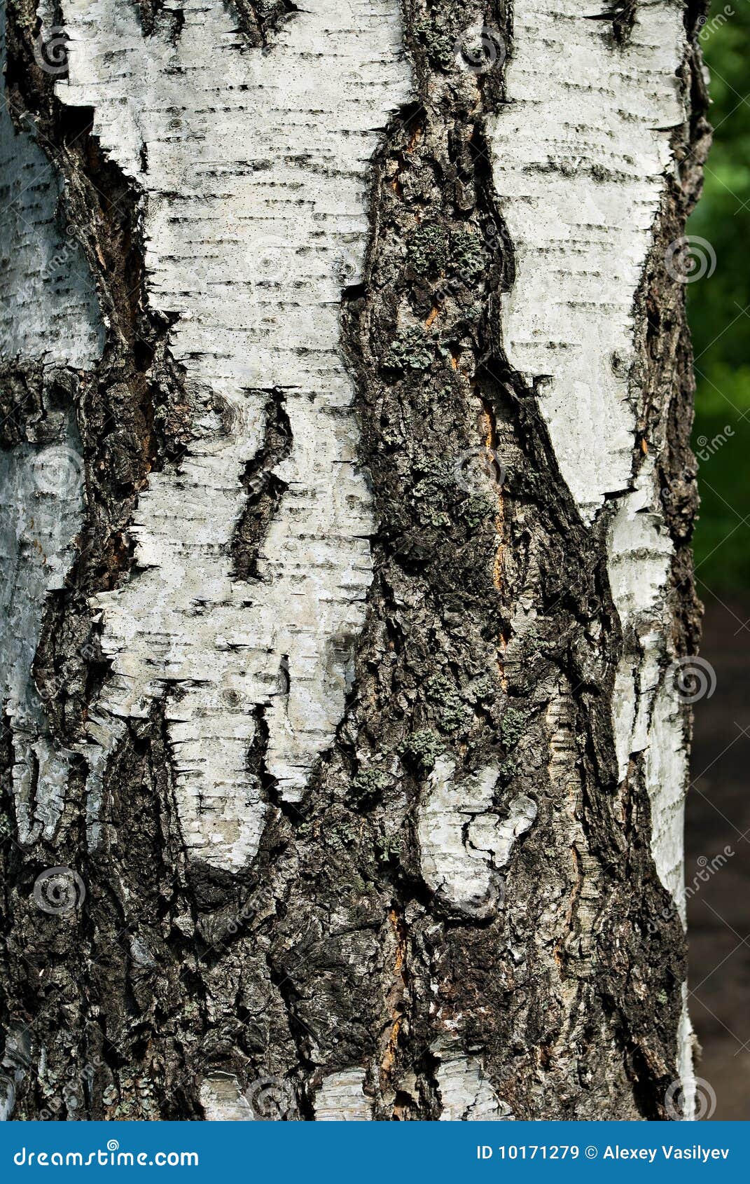 Birch bark stock image. Image of birch, texture, color - 10171279
