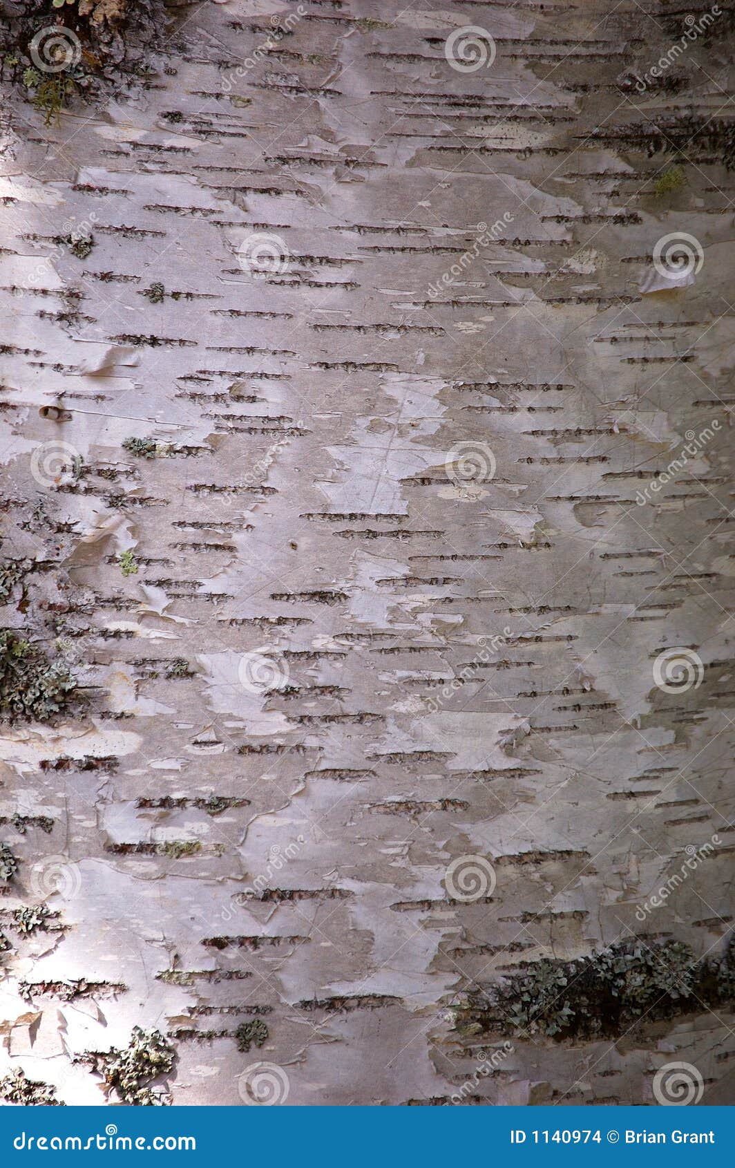 Birch Bark Texture Natural Background Paper Close-up / Birch Tree Wood ...