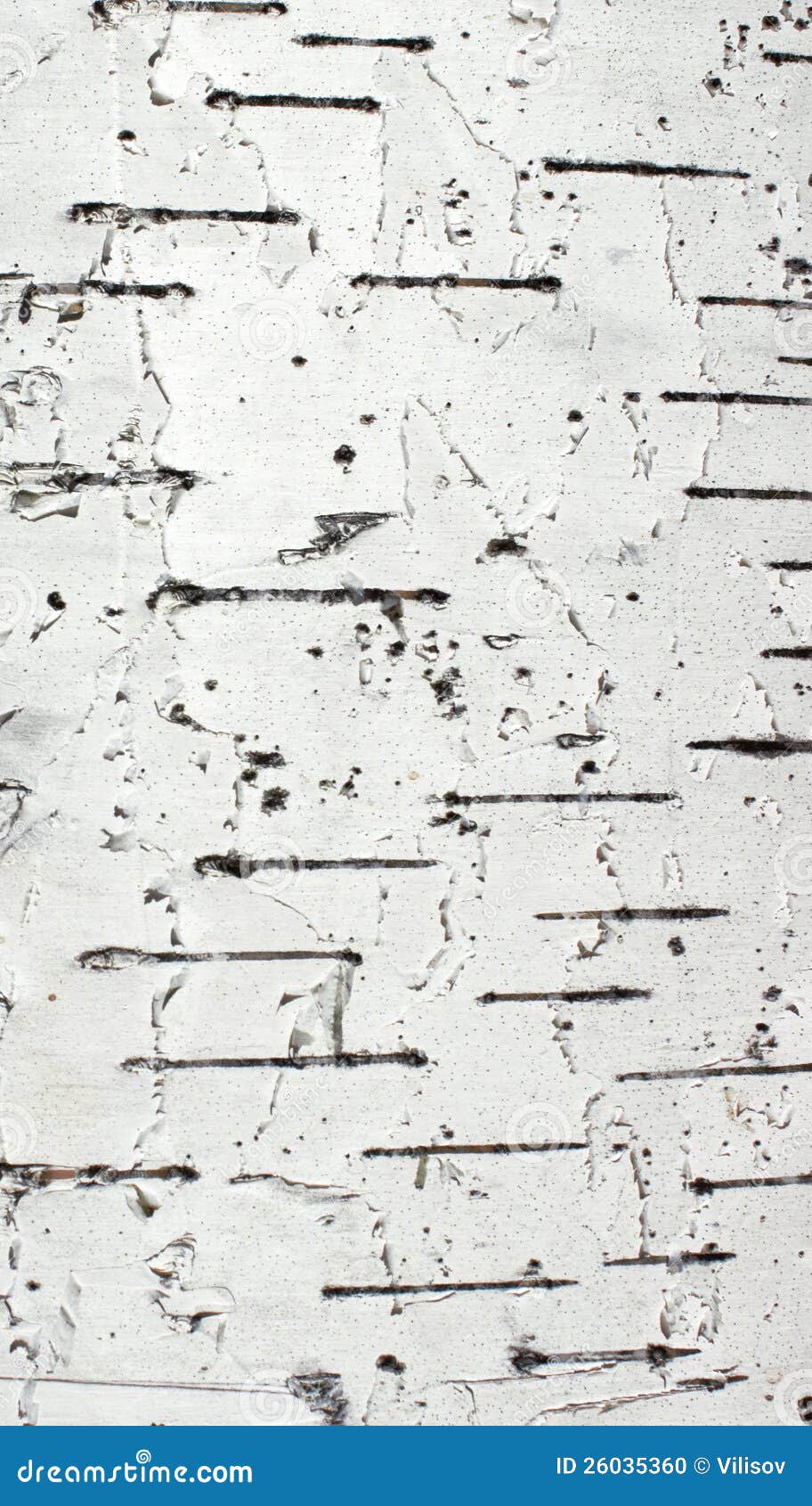 Birch bark stock photo. Image of uneven, white, pattern - 26035360