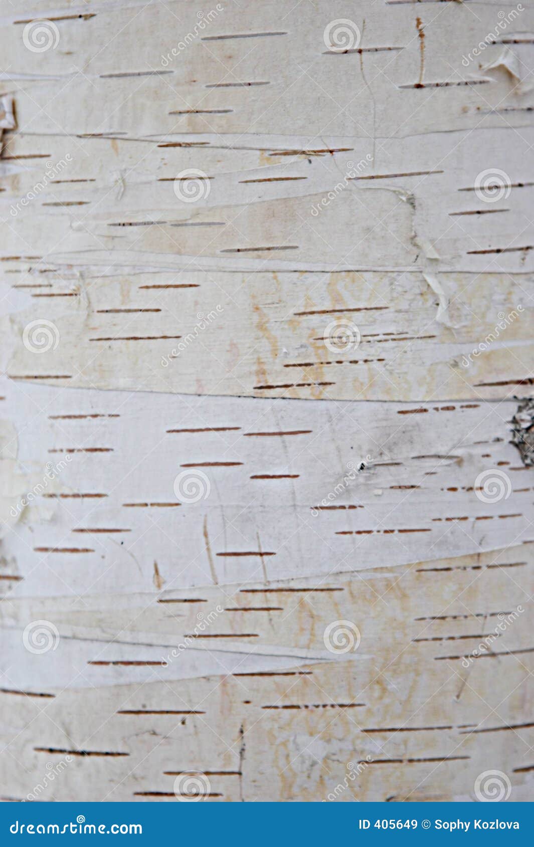 Birch bark stock image. Image of stem, white, closeup, pattern - 405649