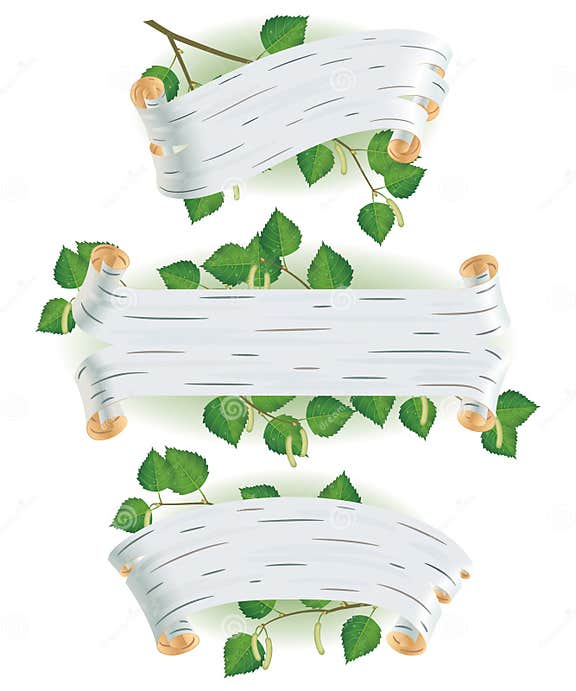 Birch bark stock vector. Illustration of roll, green, pattern - 4470405