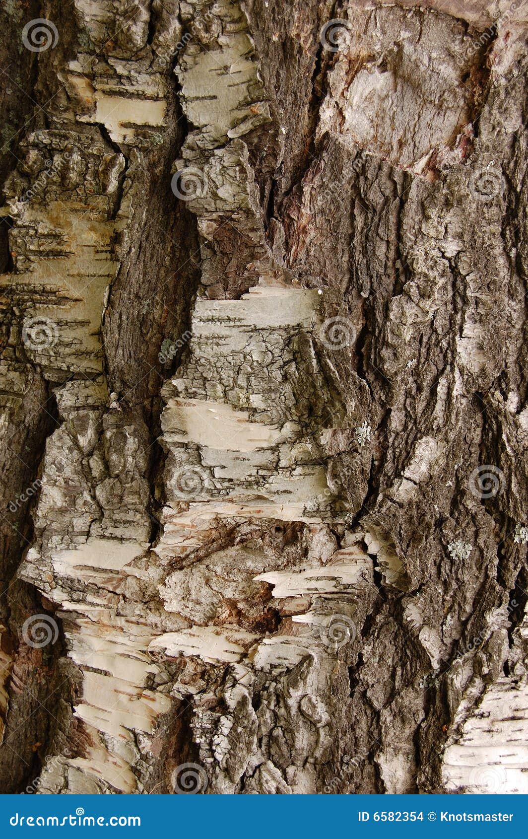 Birch bark stock photo. Image of bark, textured, space - 6582354