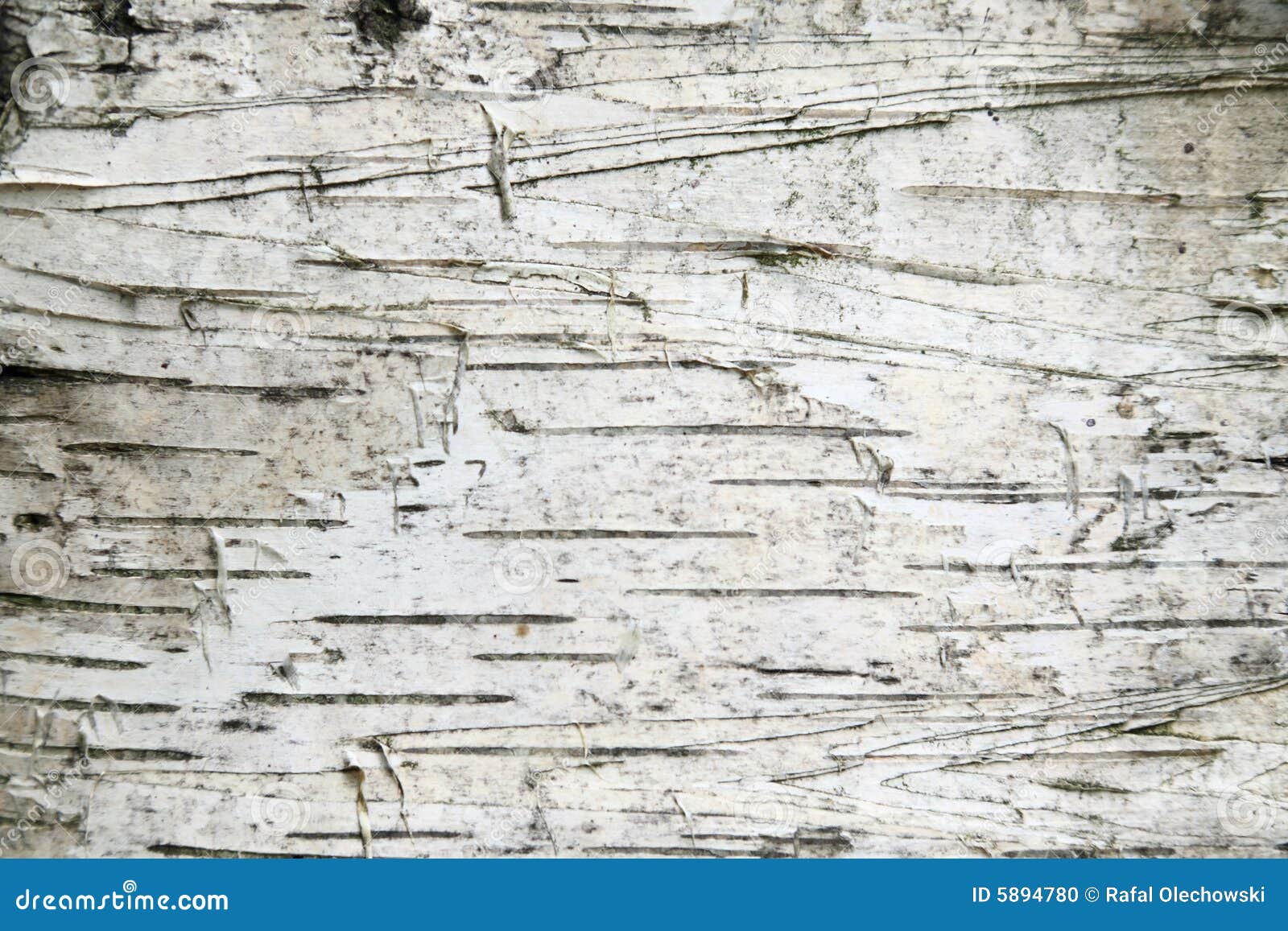 Birch bark background stock photo. Image of wood, tree - 5894780