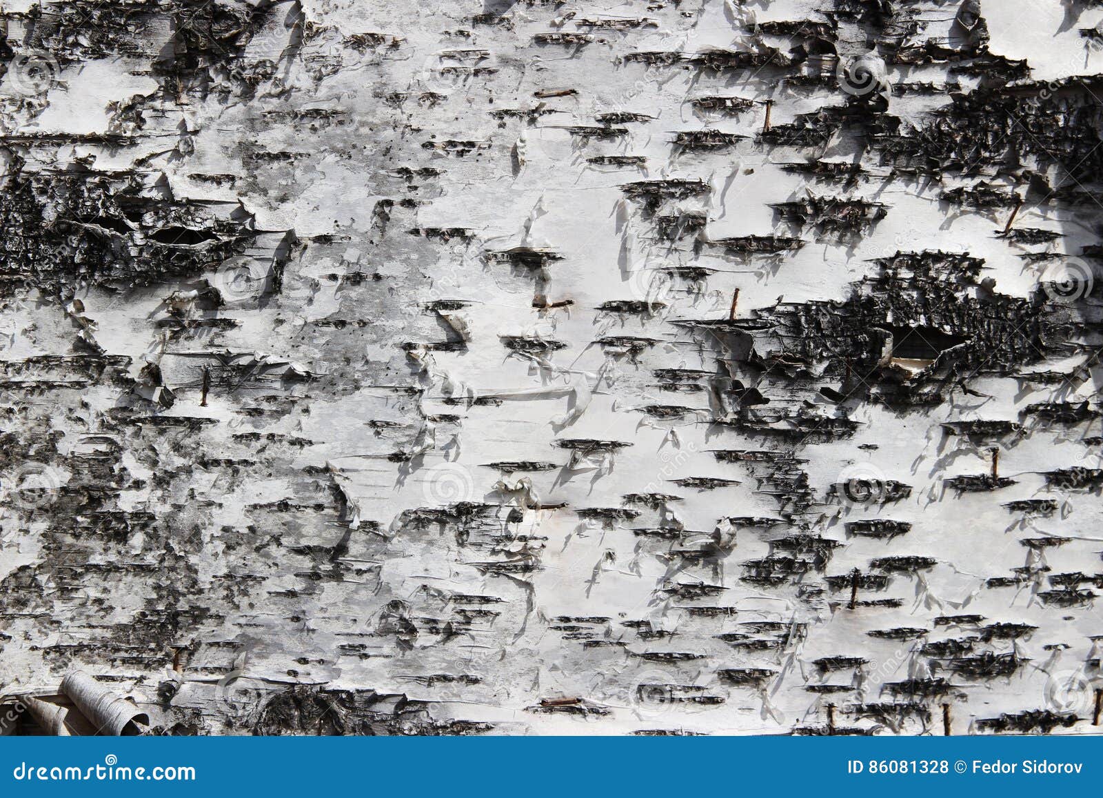 Birch bark background stock photo. Image of side, background - 86081328