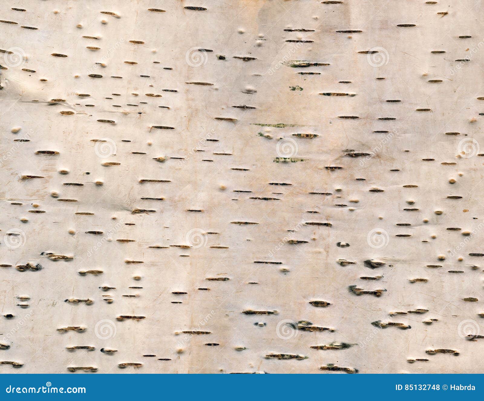 Birch bark background stock photo. Image of macro, textured - 85132748