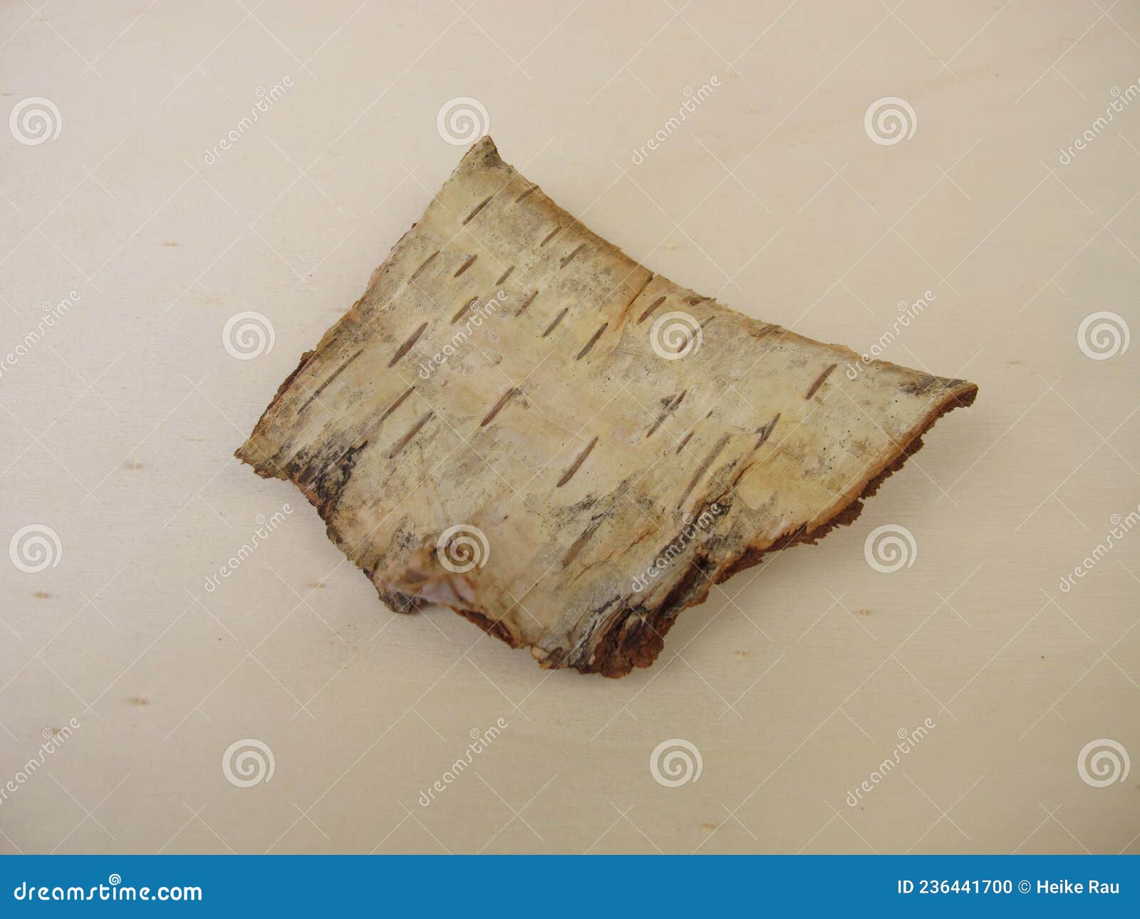 Birch Bark - Pieces from Birch Tree Stock Photo - Image of medicine ...