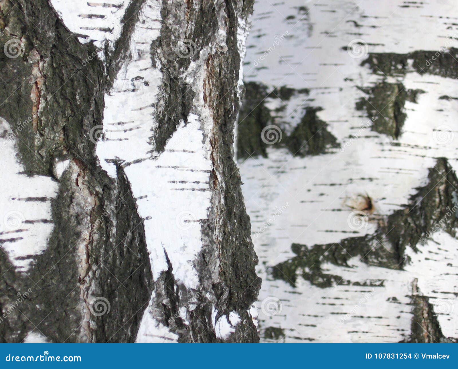 Birch bark close-up. stock photo. Image of lightnature - 107831254