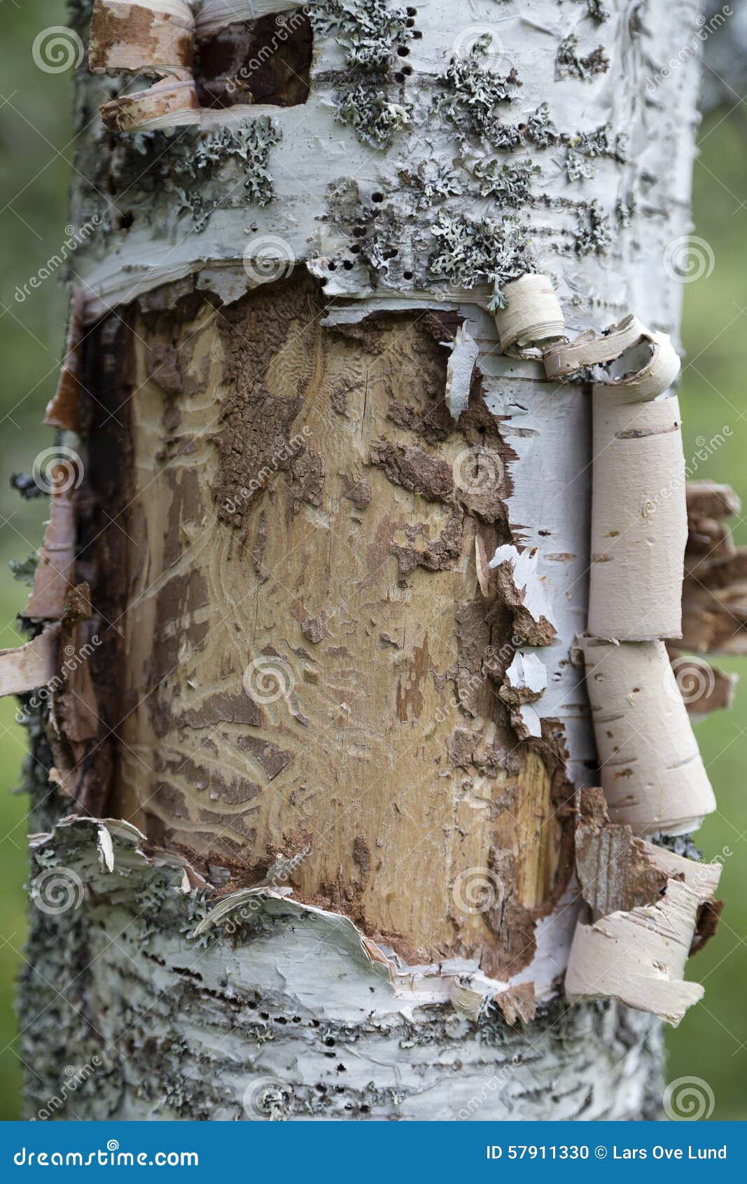 Birch bark stock photo. Image of birch, outdoors, nature - 57911330
