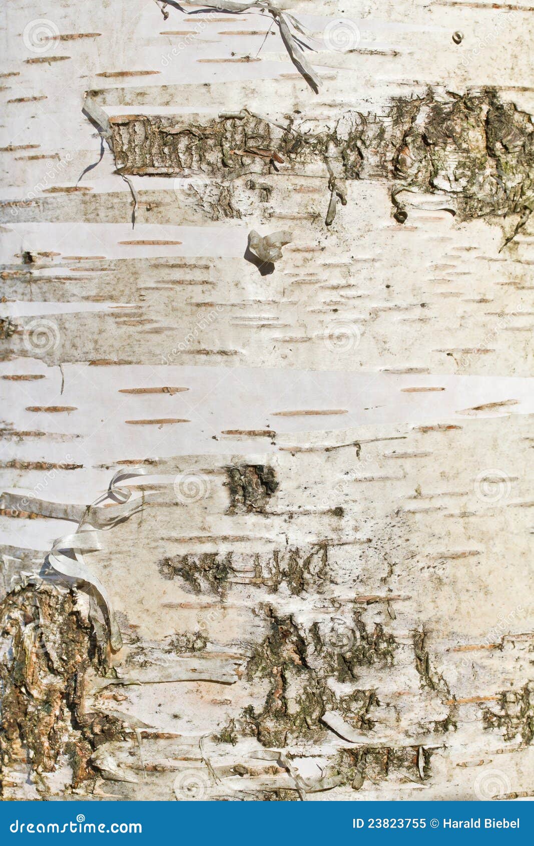 Birch Bark Closeup As Background Stock Image - Image of ecological ...