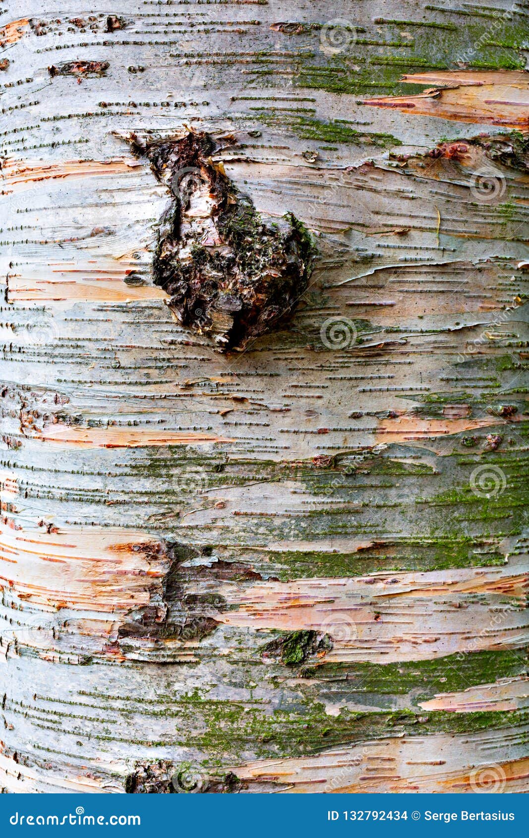 Birch bark closeup pattern stock photo. Image of space - 132792434