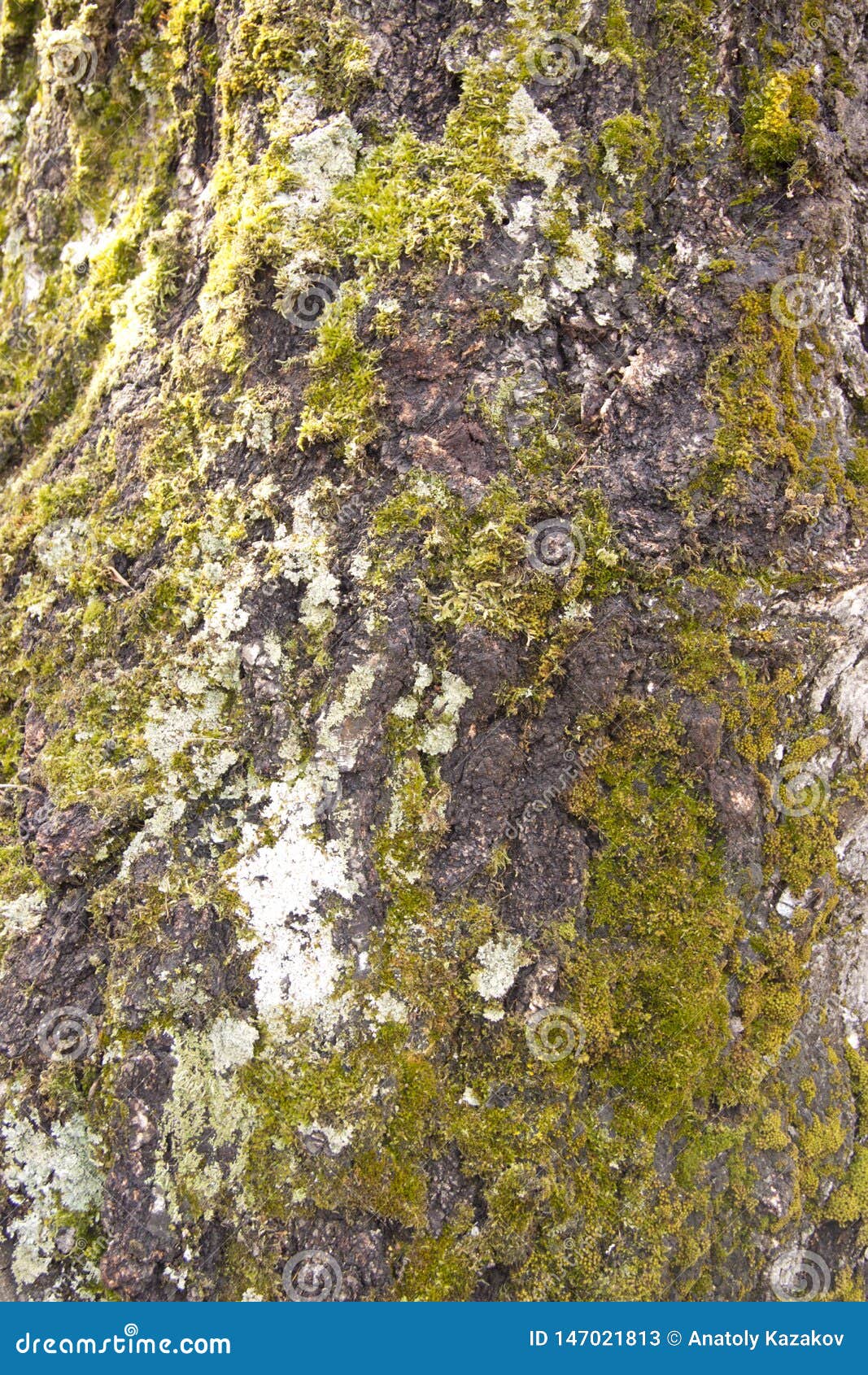 Birch Bark Covered with Green Moss Stock Image - Image of ecological ...