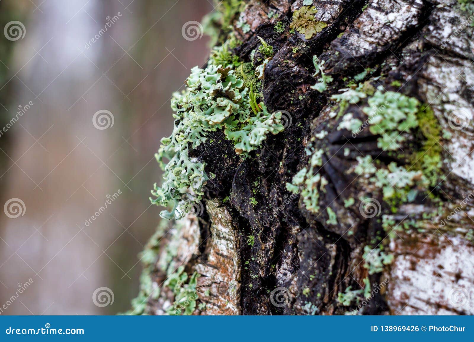 Birch Bark Covered with Green Moss Closeup Stock Photo - Image of trunk ...