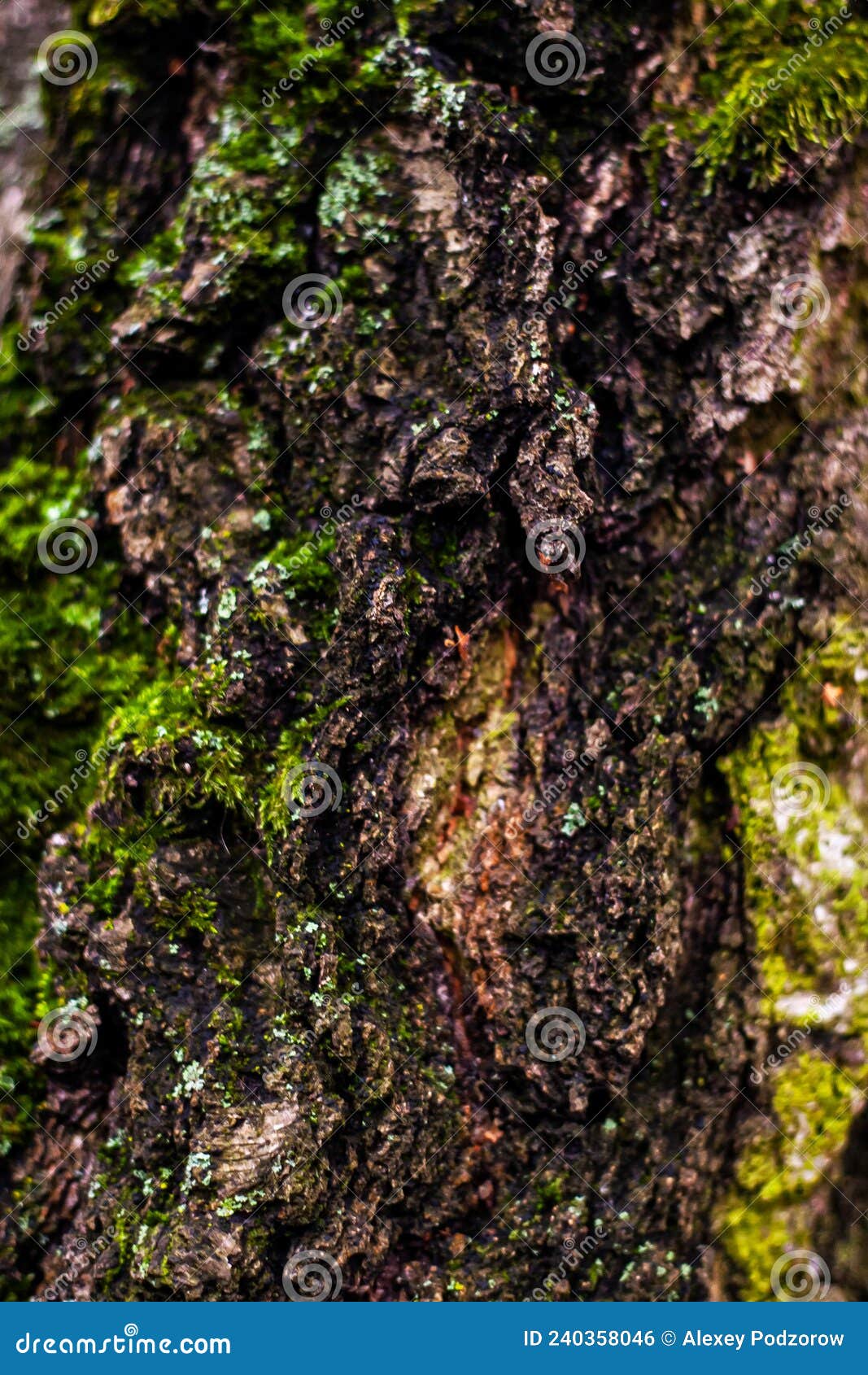 Birch Bark Covered with Green Moss Stock Photo - Image of birch, spots ...
