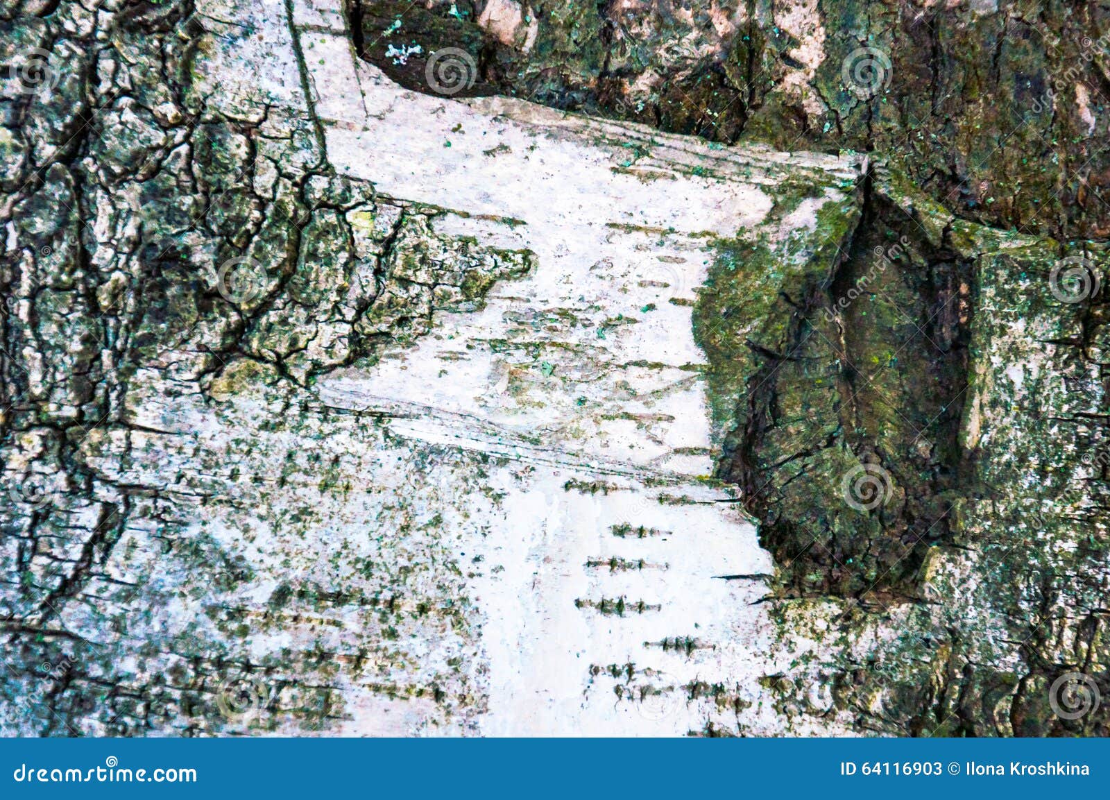 Birch bark stock image. Image of wood, background, abstract - 64116903