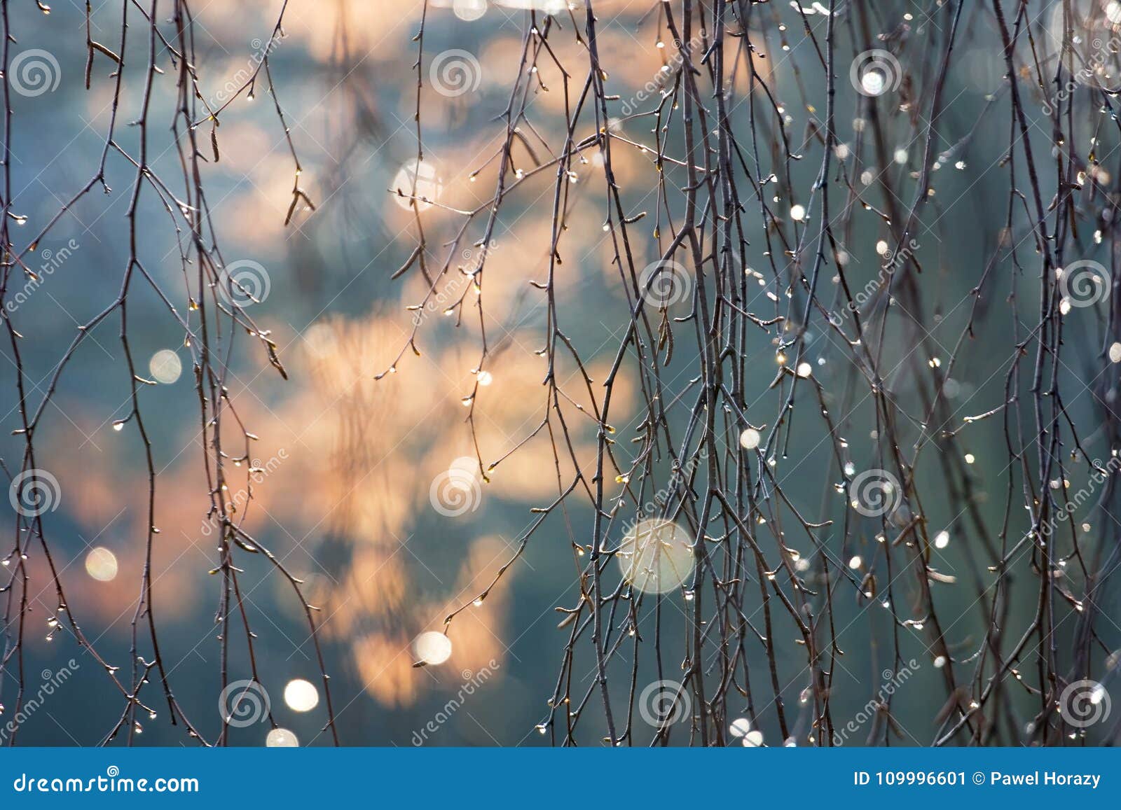 Birch Bark with Flares of Light in Dew Drops Stock Image - Image of ...