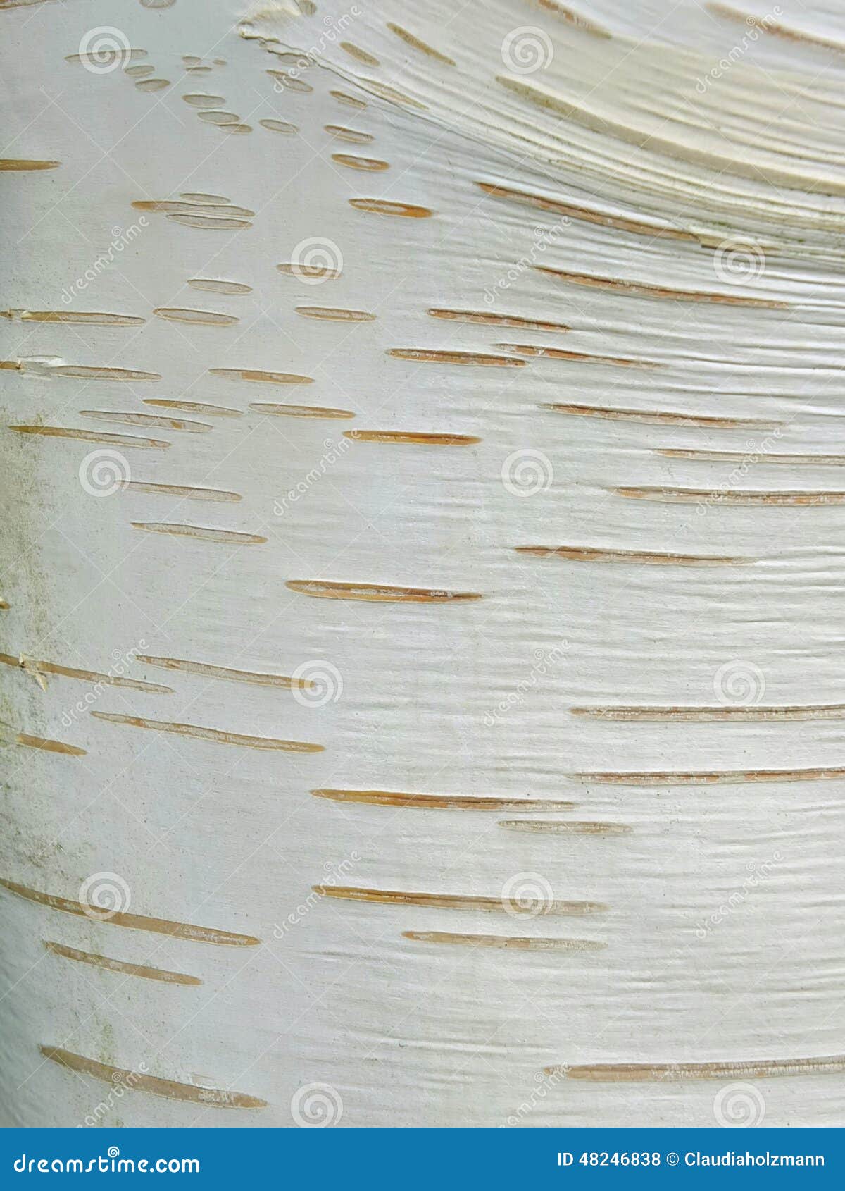 Birch bark stock photo. Image of natural, bark, wood - 48246838