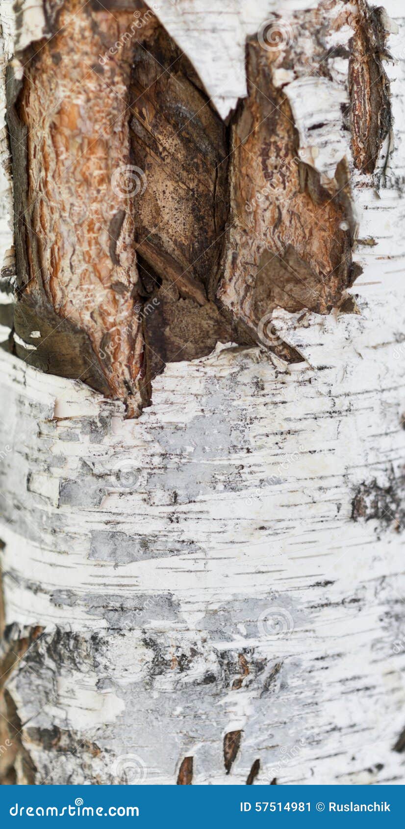 Birch bark stock image. Image of background, pattern - 57514981