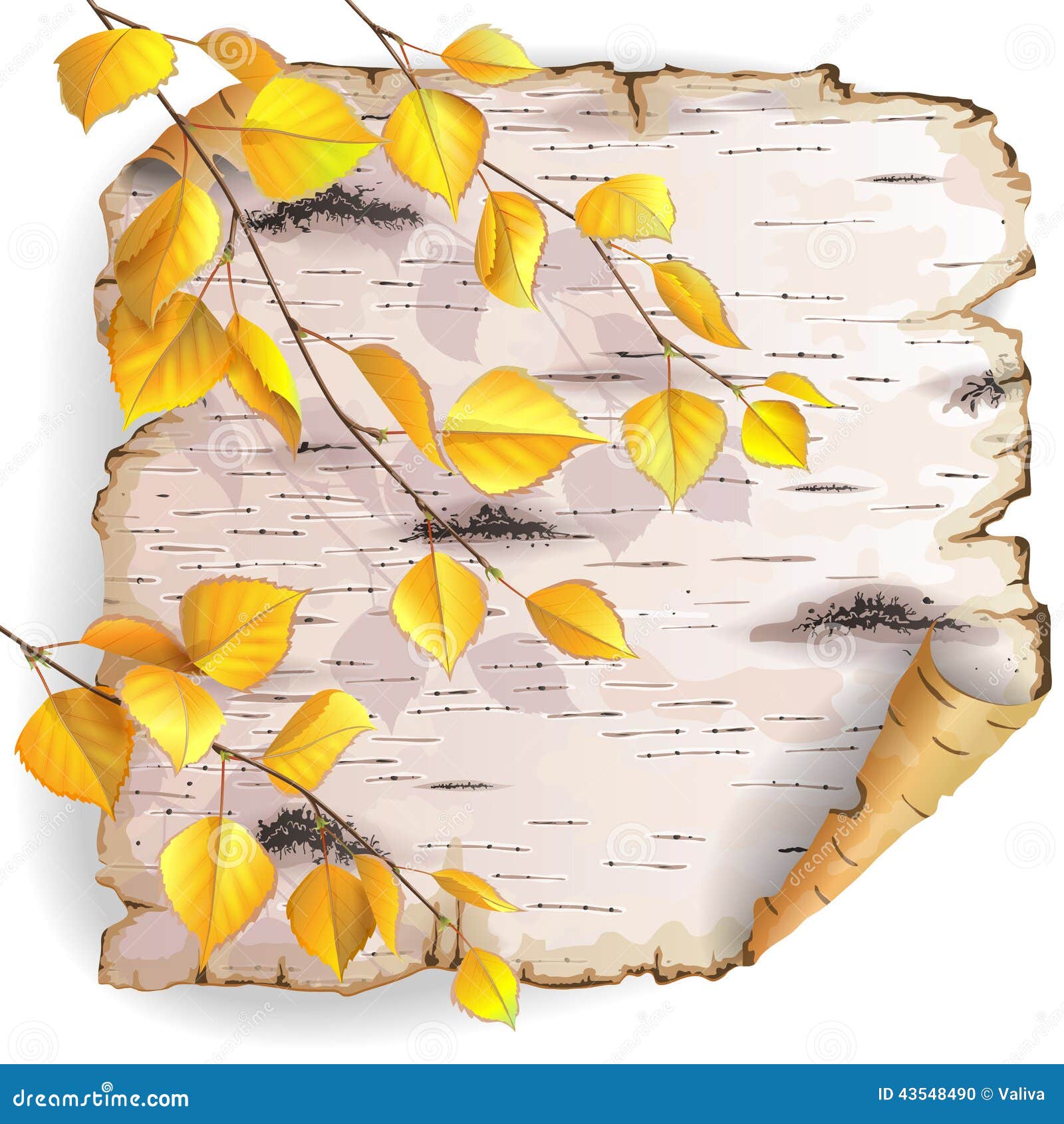 Birch bark and leaves stock vector. Illustration of autumn - 43548490