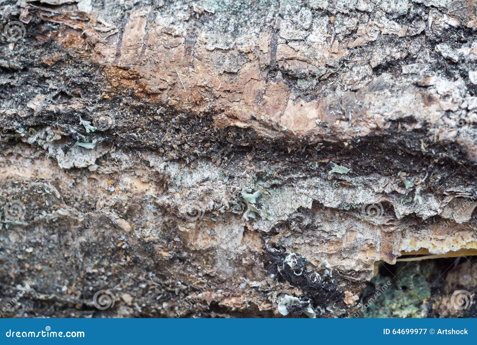 Birch Bark Macro stock image. Image of timber, peeling - 64699977