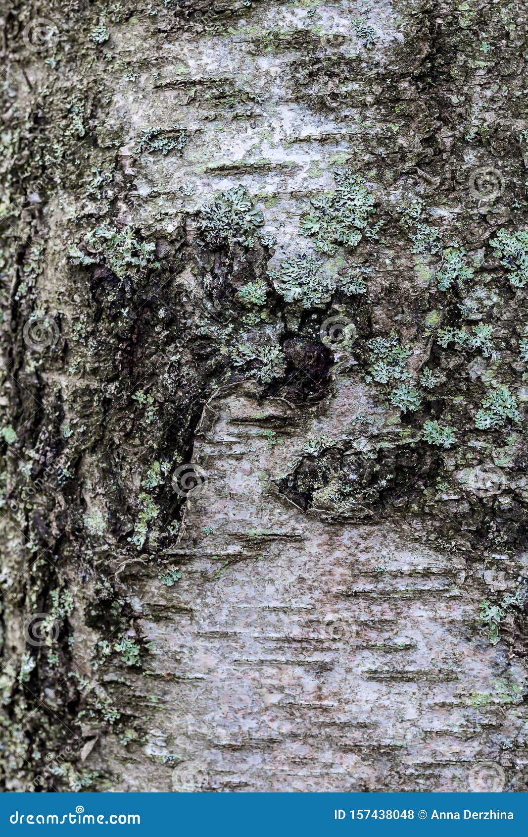 Birch Bark with Moss on Old Tree. Stock Photo - Image of moss, black ... Birch Bark with Moss on Old Tree. Stock Photo - Image of moss, black ...