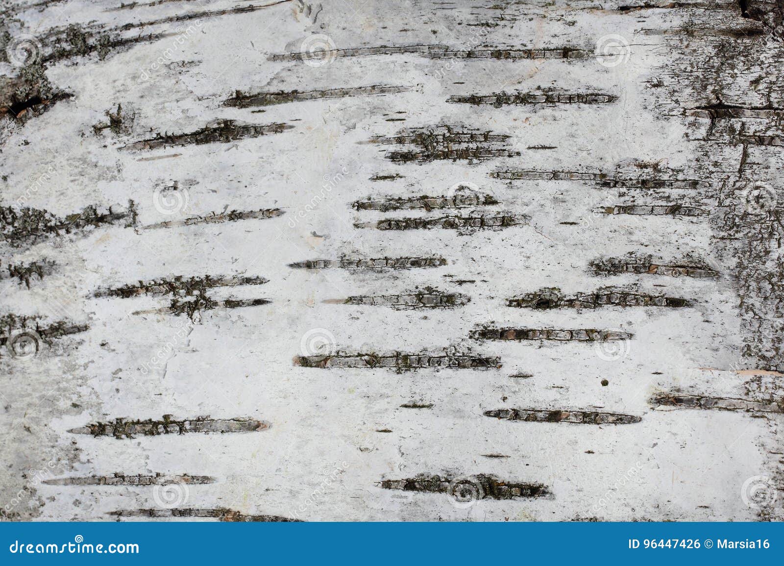 Birch Bark Natural Texture Background Stock Photo - Image of texture ...