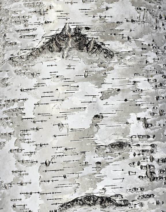 Birch bark surface texture stock photo. Image of ecology - 27329640
