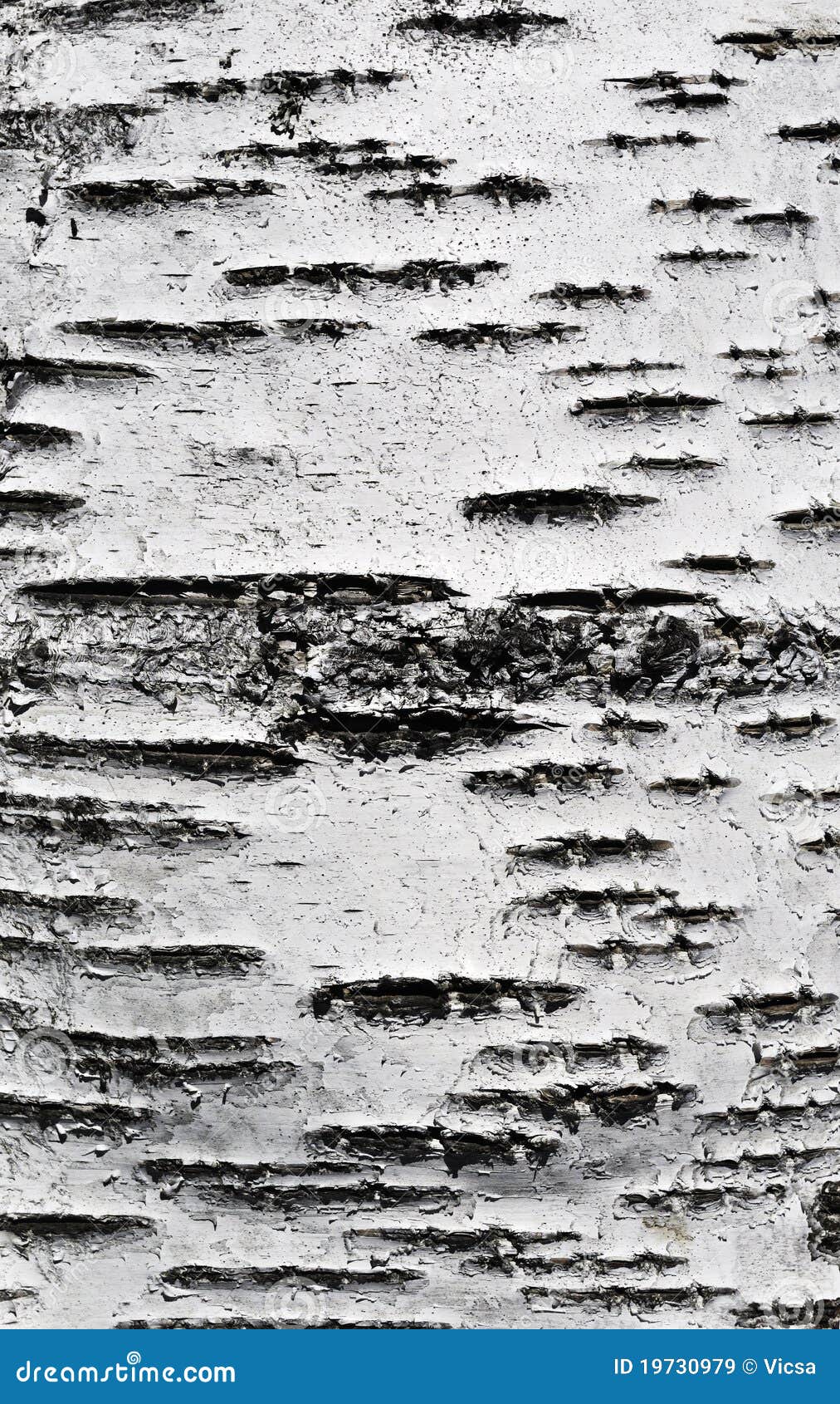 Birch bark texture stock image. Image of cracked, material - 19730979