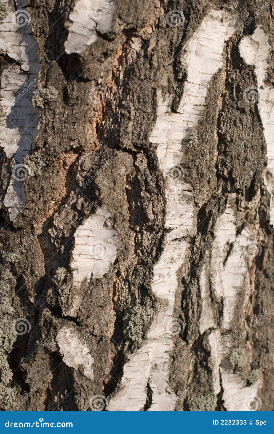 Birch bark texture stock image. Image of nature, backgrounds - 2232333