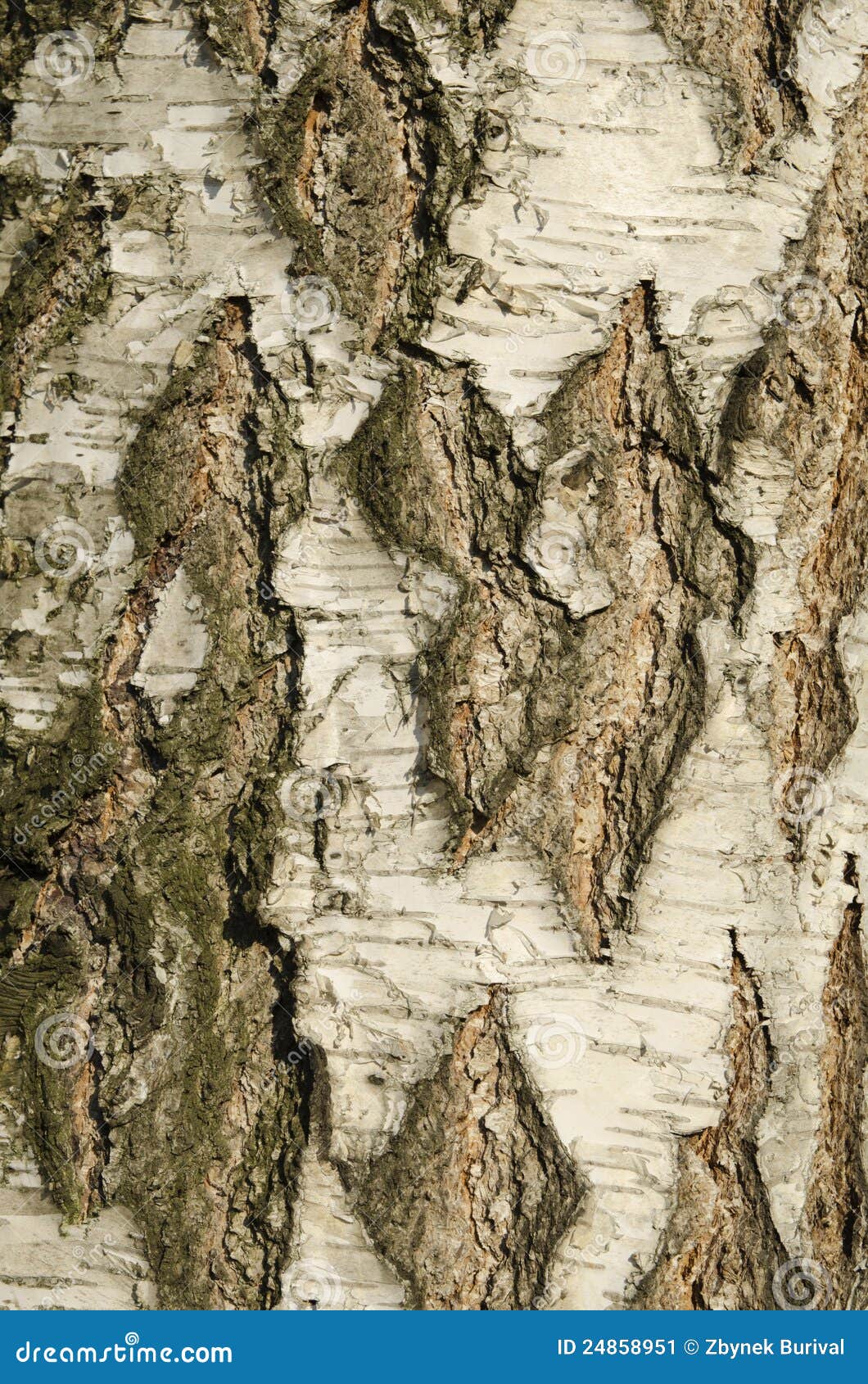 Birch bark texture stock image. Image of abstract, bark - 24858951