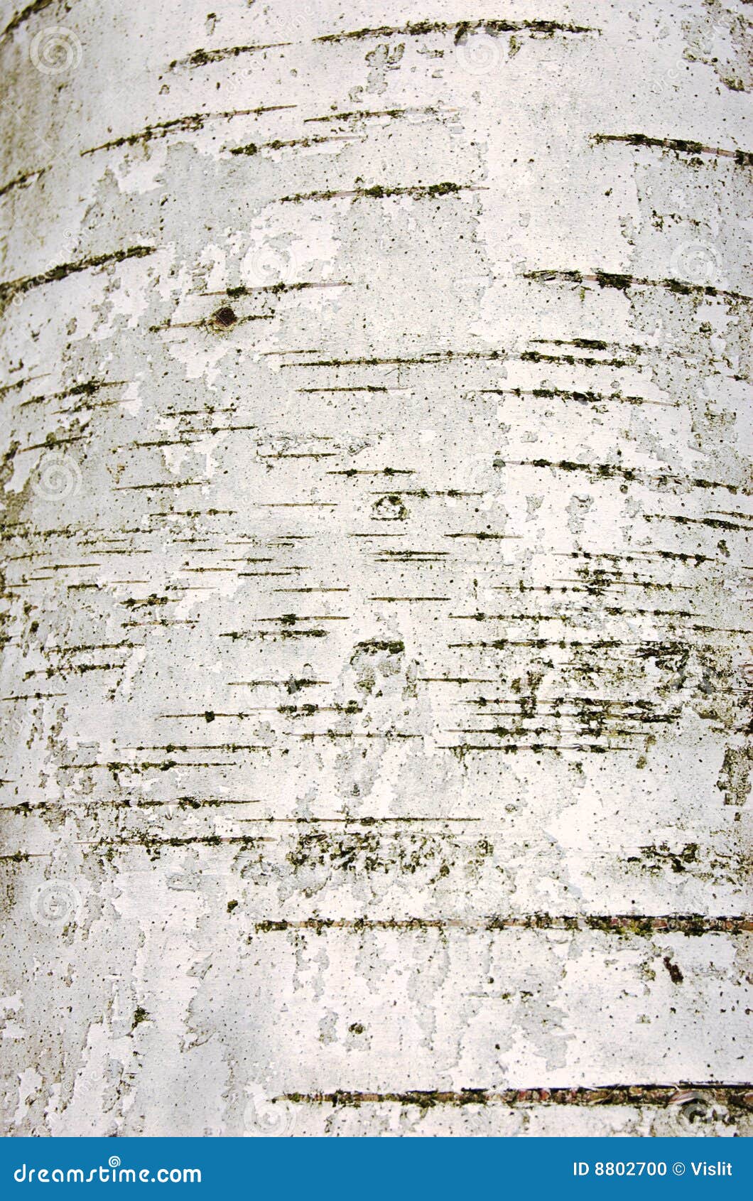 Birch bark texture stock photo. Image of bark, white, pattern - 8802700