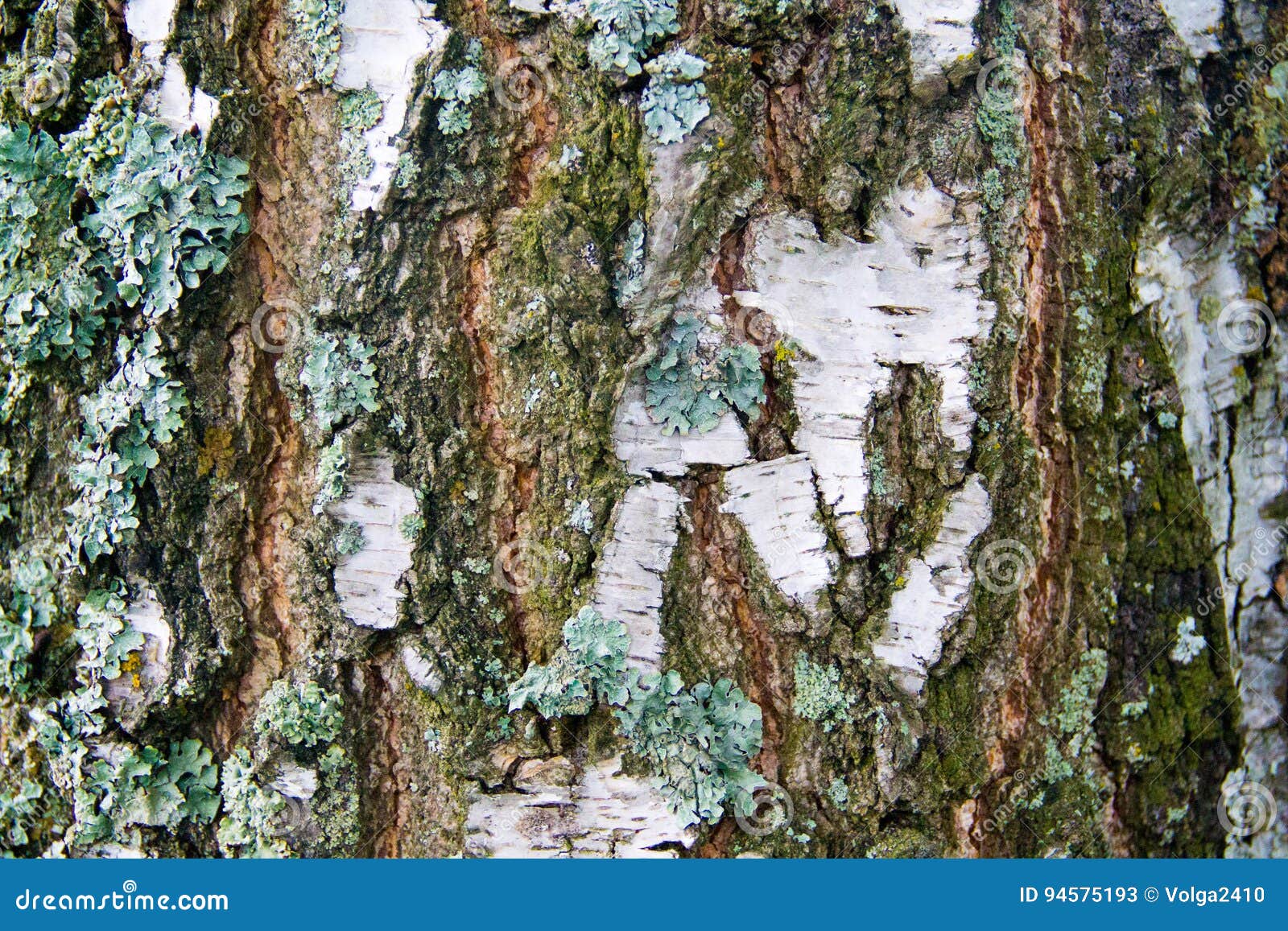 Birch bark texture stock image. Image of macro, relief - 94575193