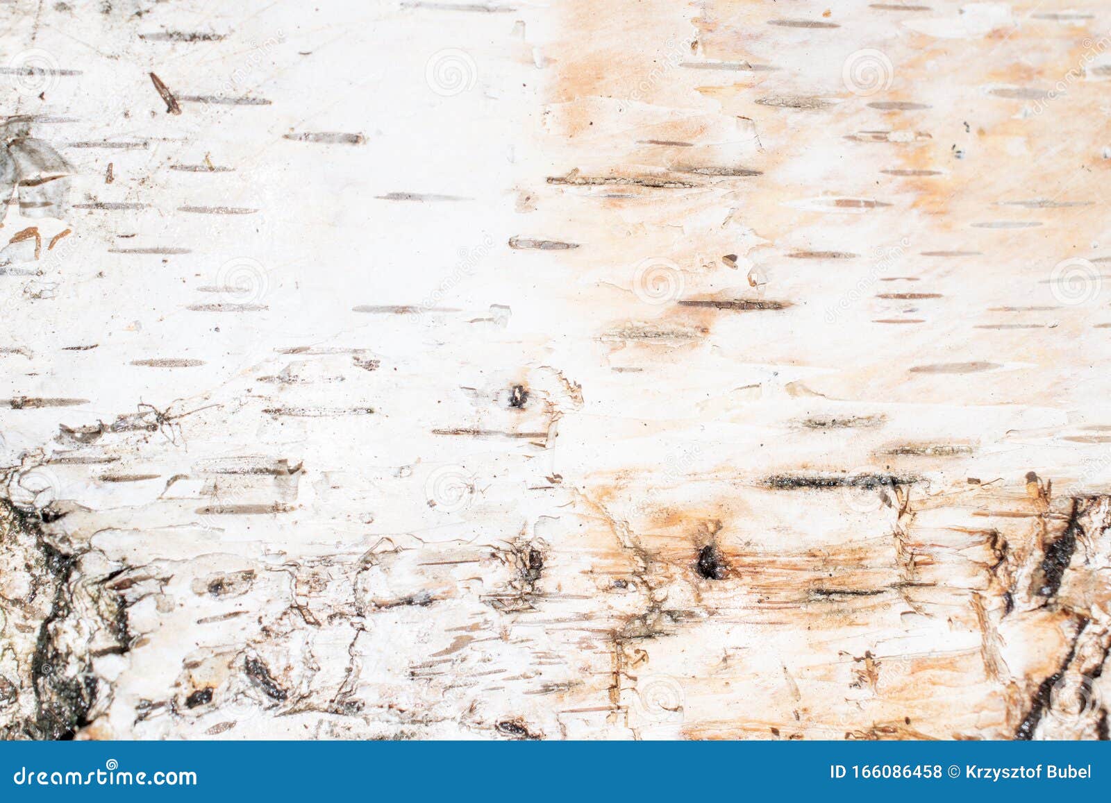 Birch Bark Texture or Background Stock Photo - Image of wooden ...