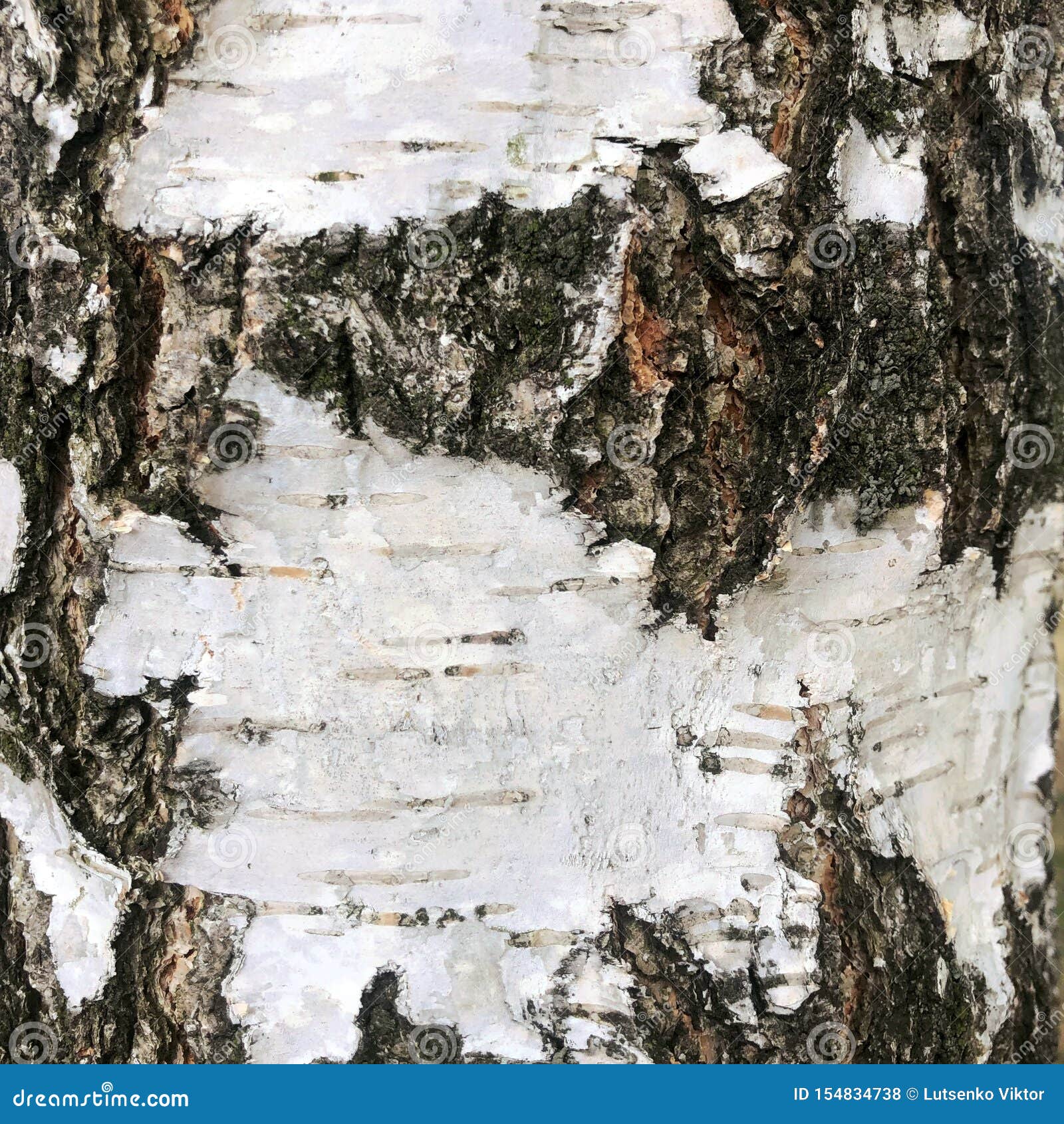 Birch Bark Texture Background Paper Stock Photo - Image of tree ...