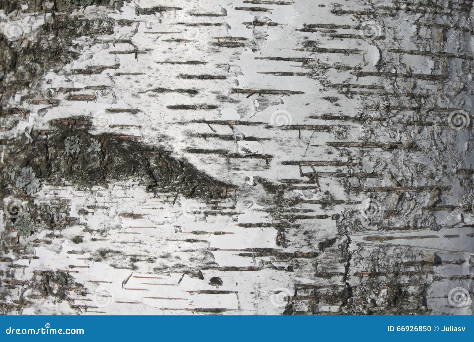 Birch Bark Texture Background Paper Close Up Stock Photo - Image of ...