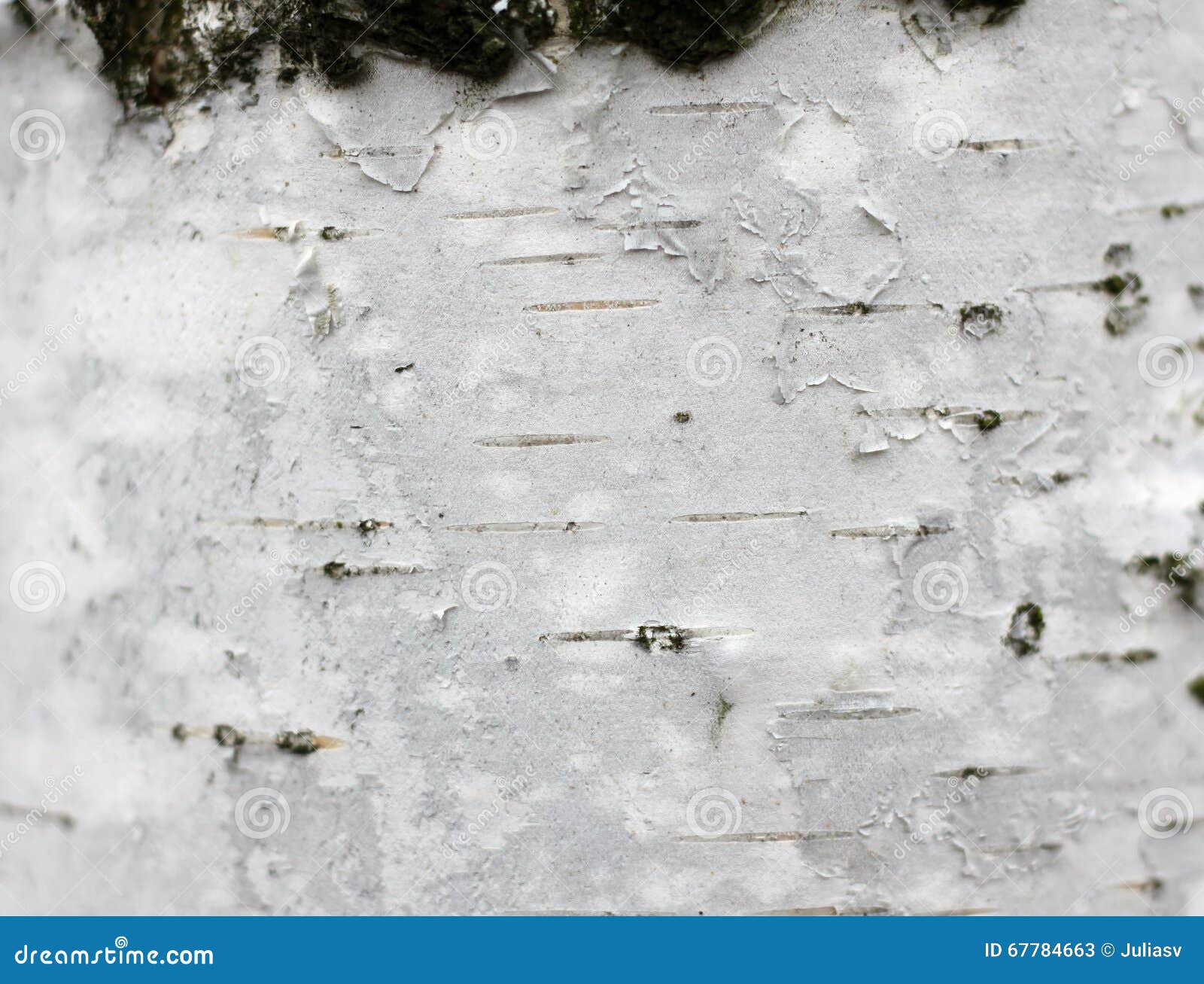 Birch Bark Texture Background Paper Close Up Stock Image - Image of ...