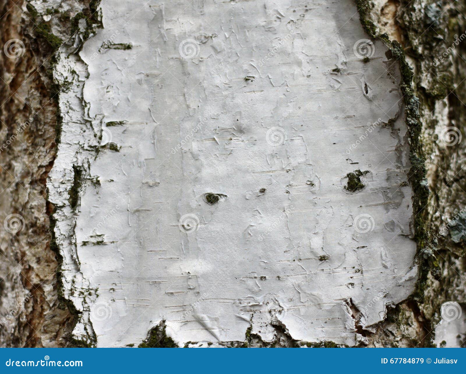 Birch Bark Texture Background Paper Close Up Stock Image - Image of ...