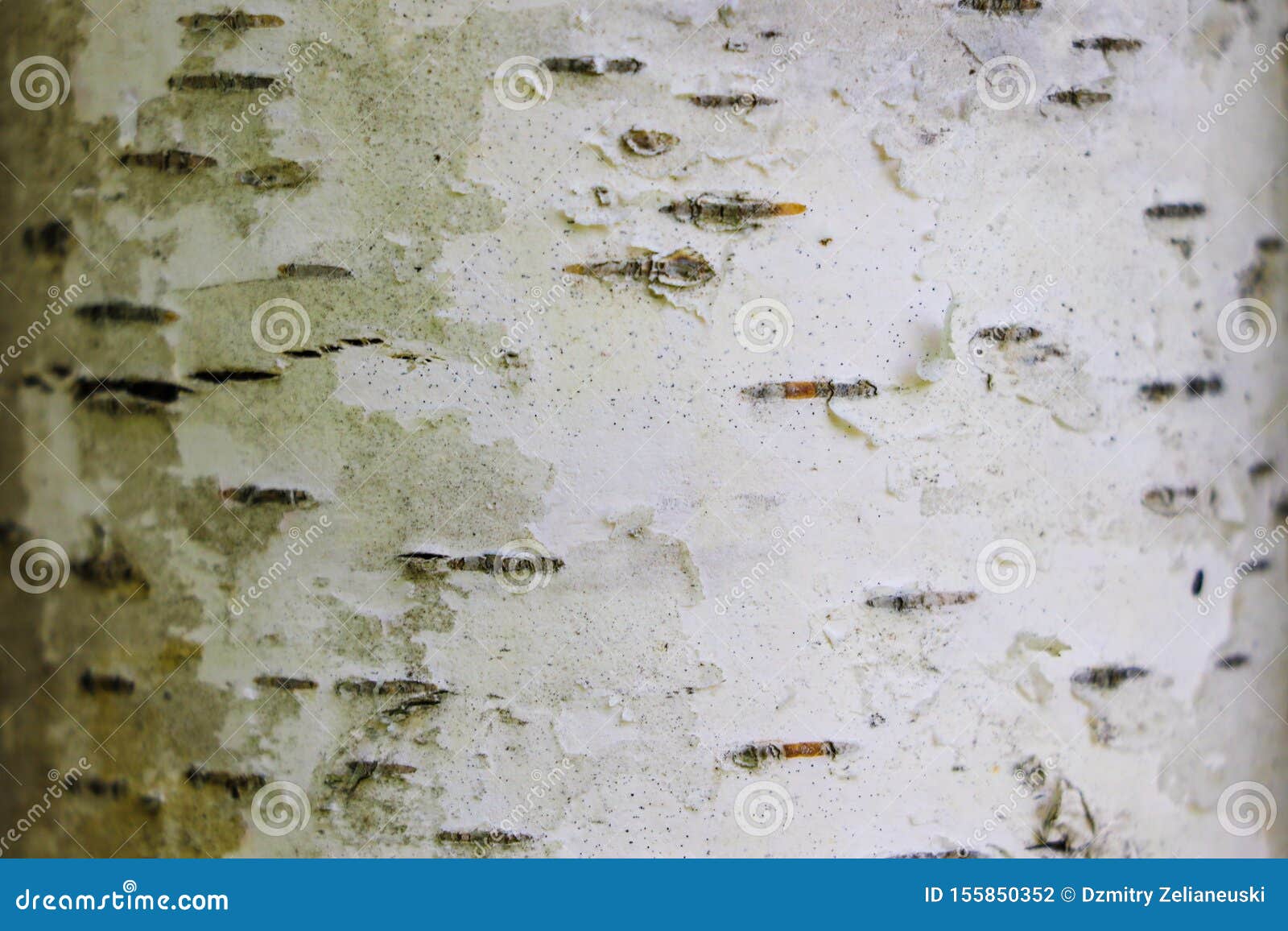 Birch Bark Texture Background Paper, Nature, Background Stock Photo ...