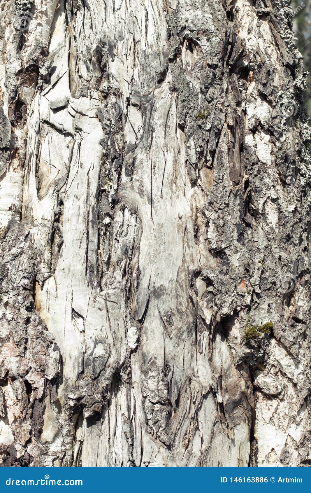 Birch Bark Texture Background Paper. Bark of White Birch Tree Stock ...