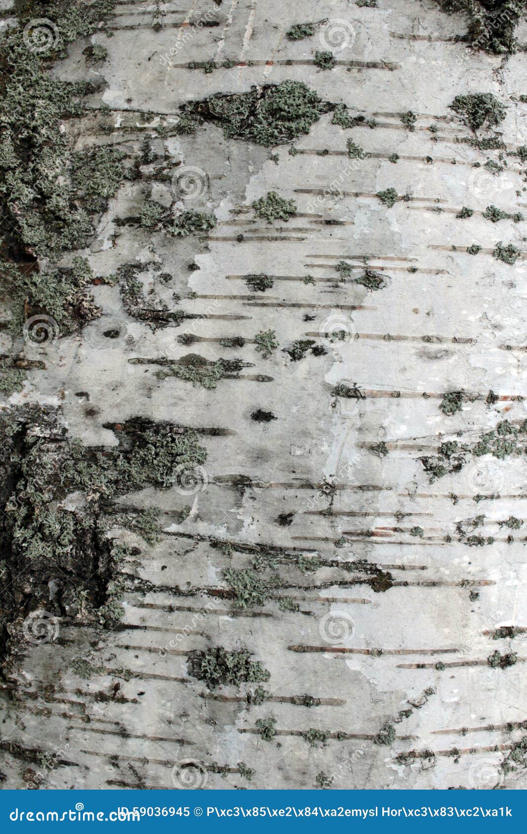 Birch bark texture stock image. Image of abstract, macro - 59036945