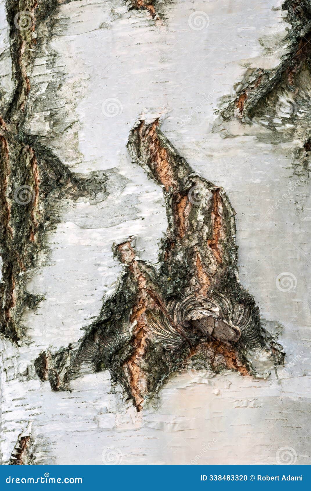 Birch Bark Texture, Tree Trunk with Abstract Pattern Resembling a Human ...