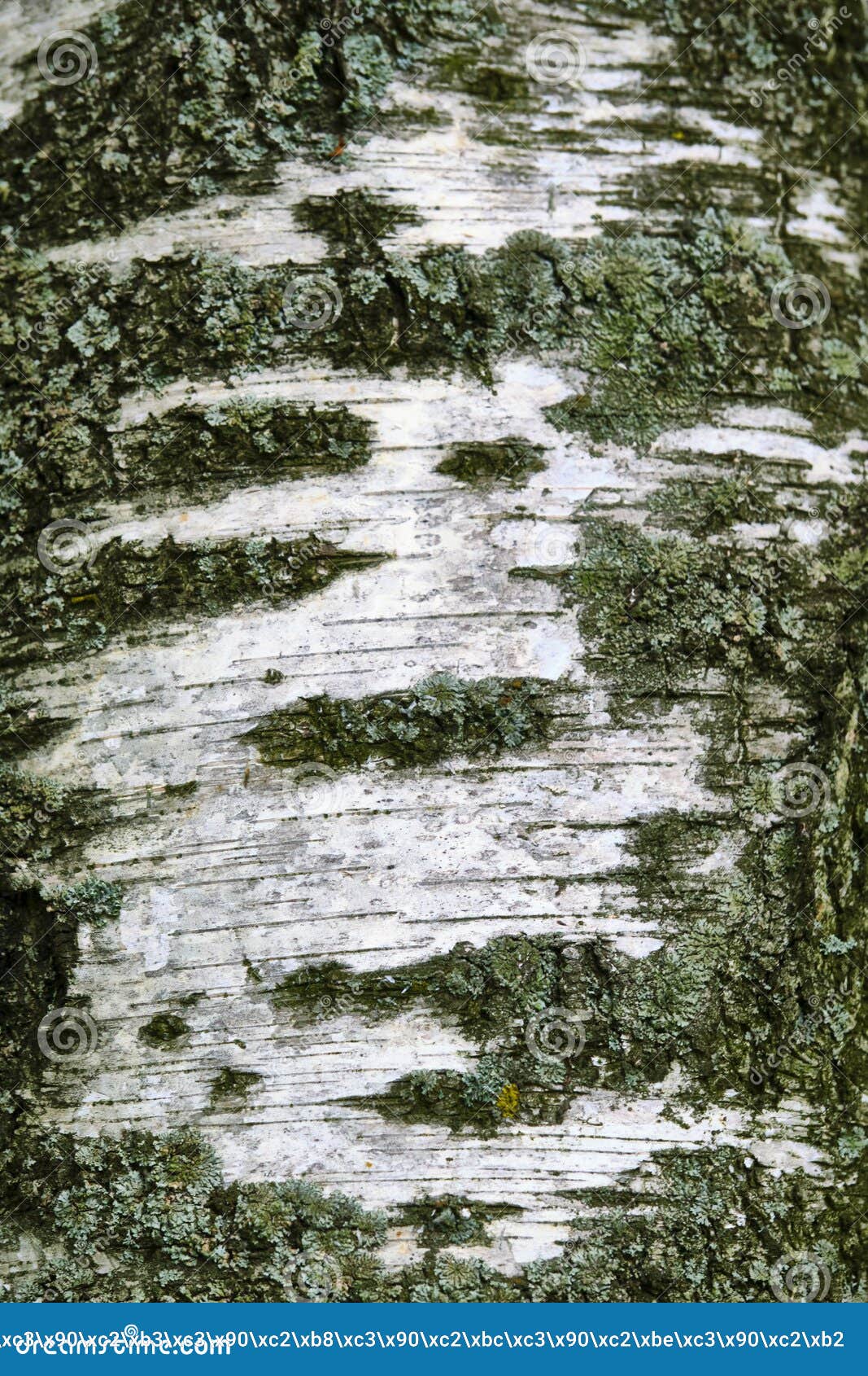 Birch Bark Texture General Plan Color Stock Image - Image of background ...
